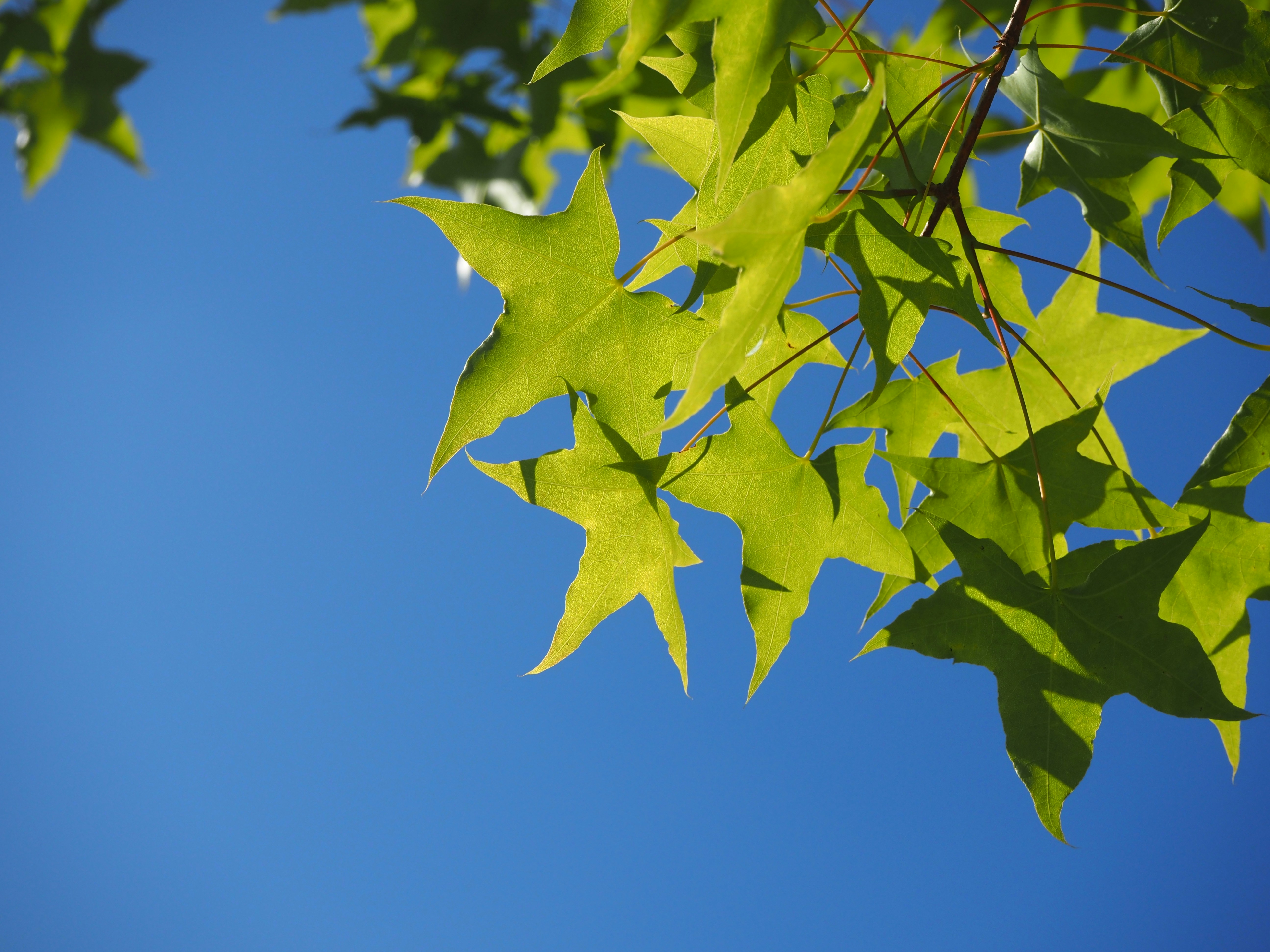 Bright Green Maple Fronds Against Ultramarine Sky