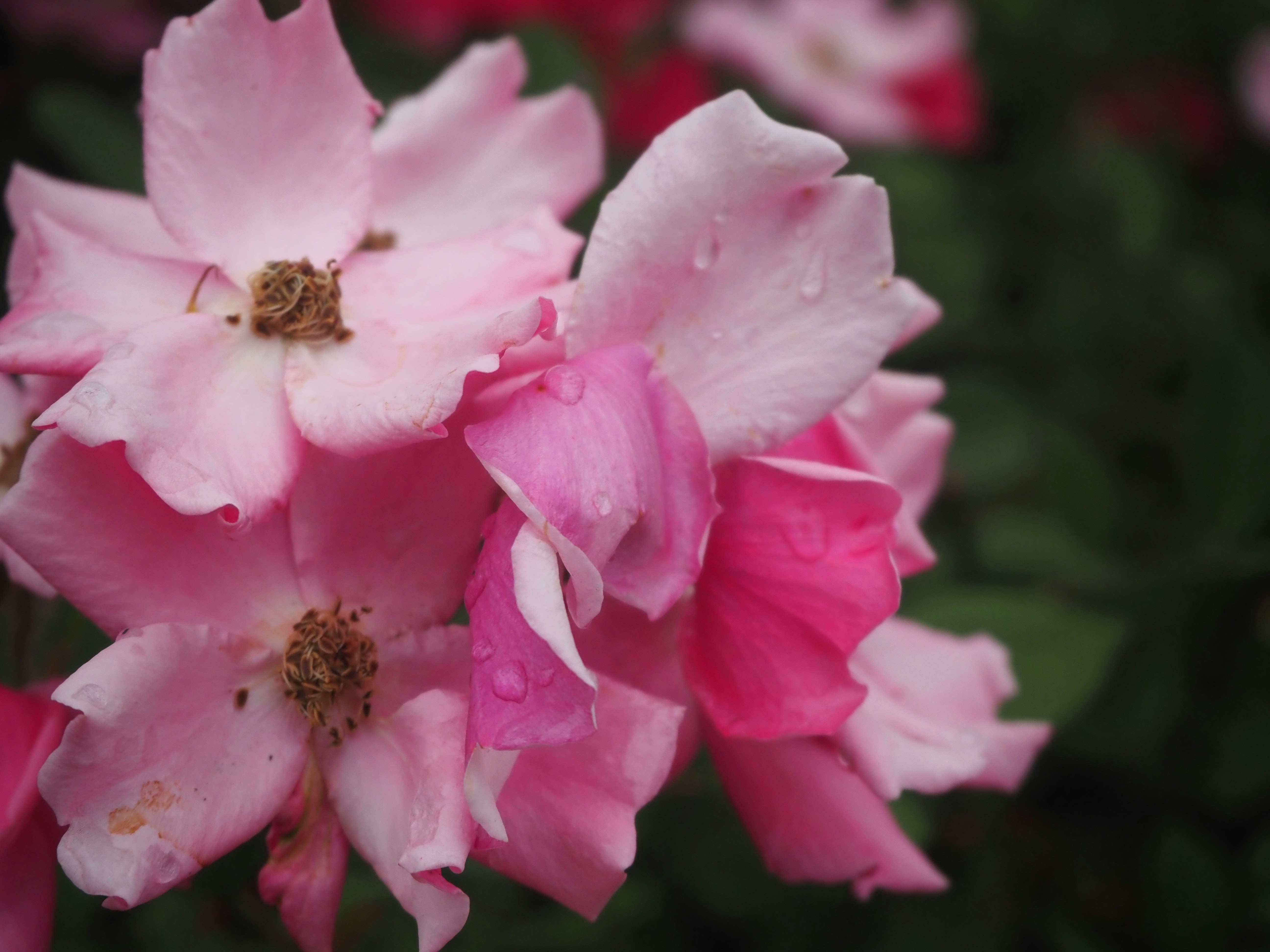 Soft-petal Spotlight: Pink Roses with Dew