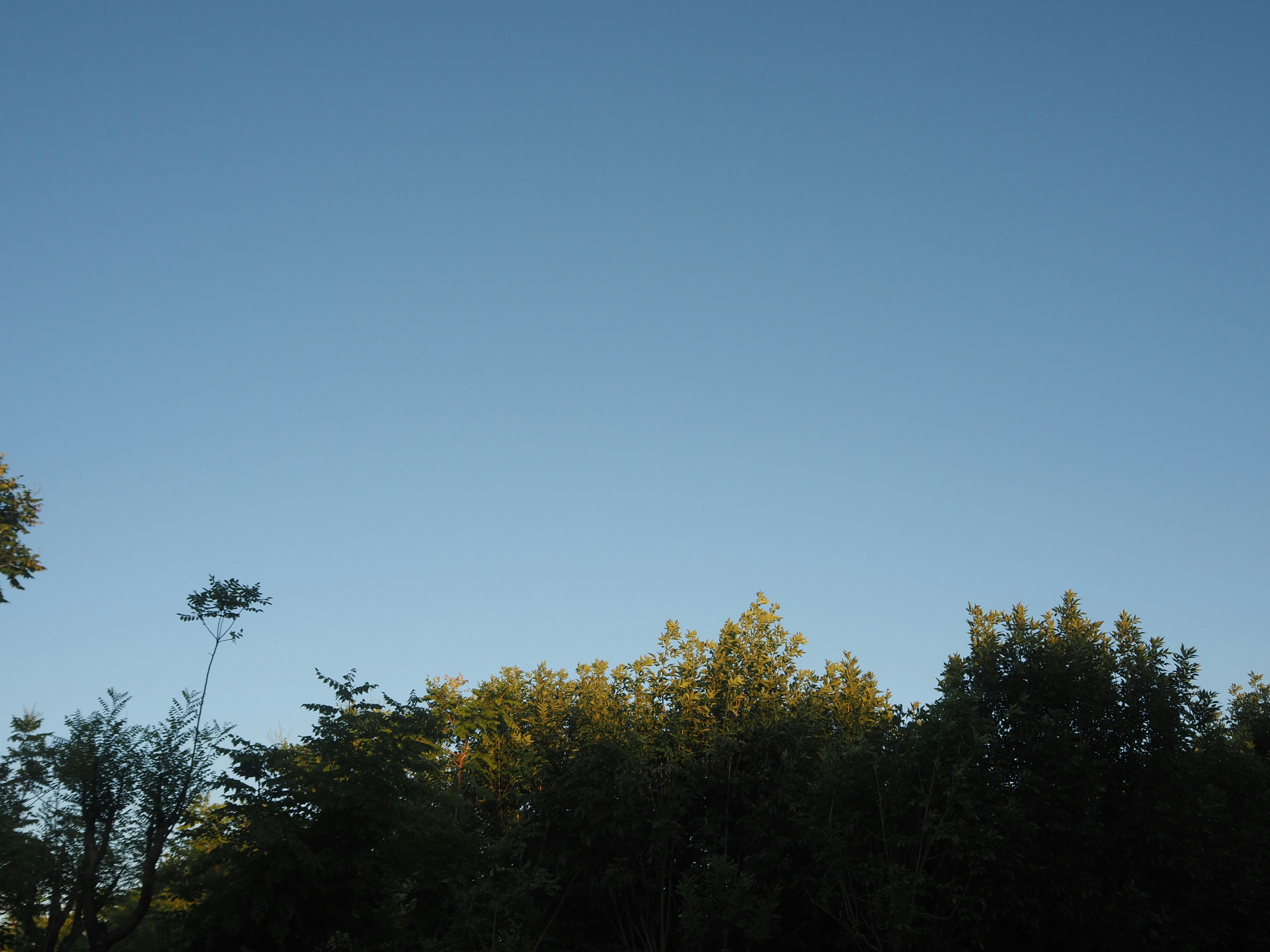 Golden-Tree Edge: Sunset Light on the Canopy