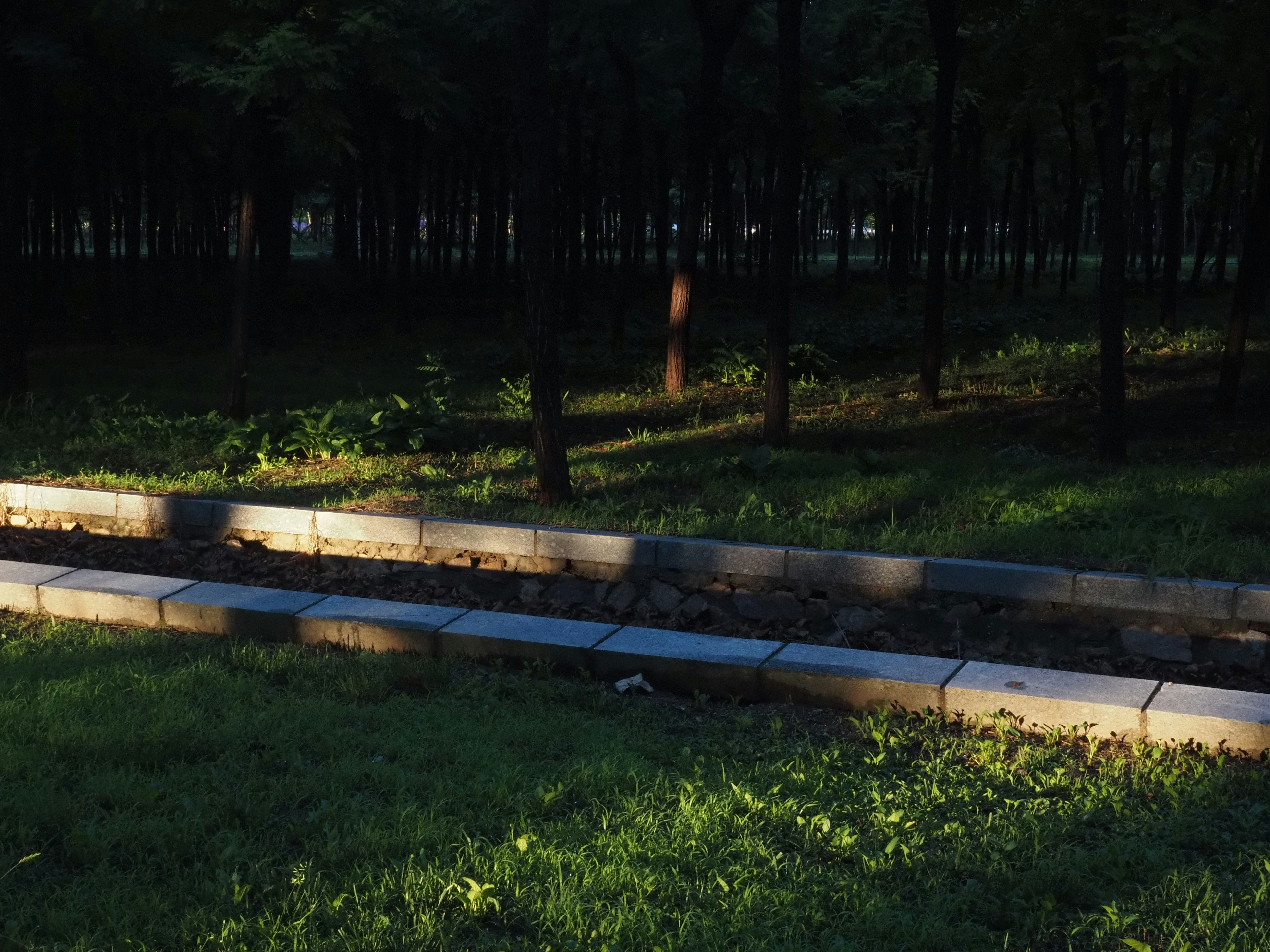 Sunlit Curb and Shadowed Rows in a Quiet Park