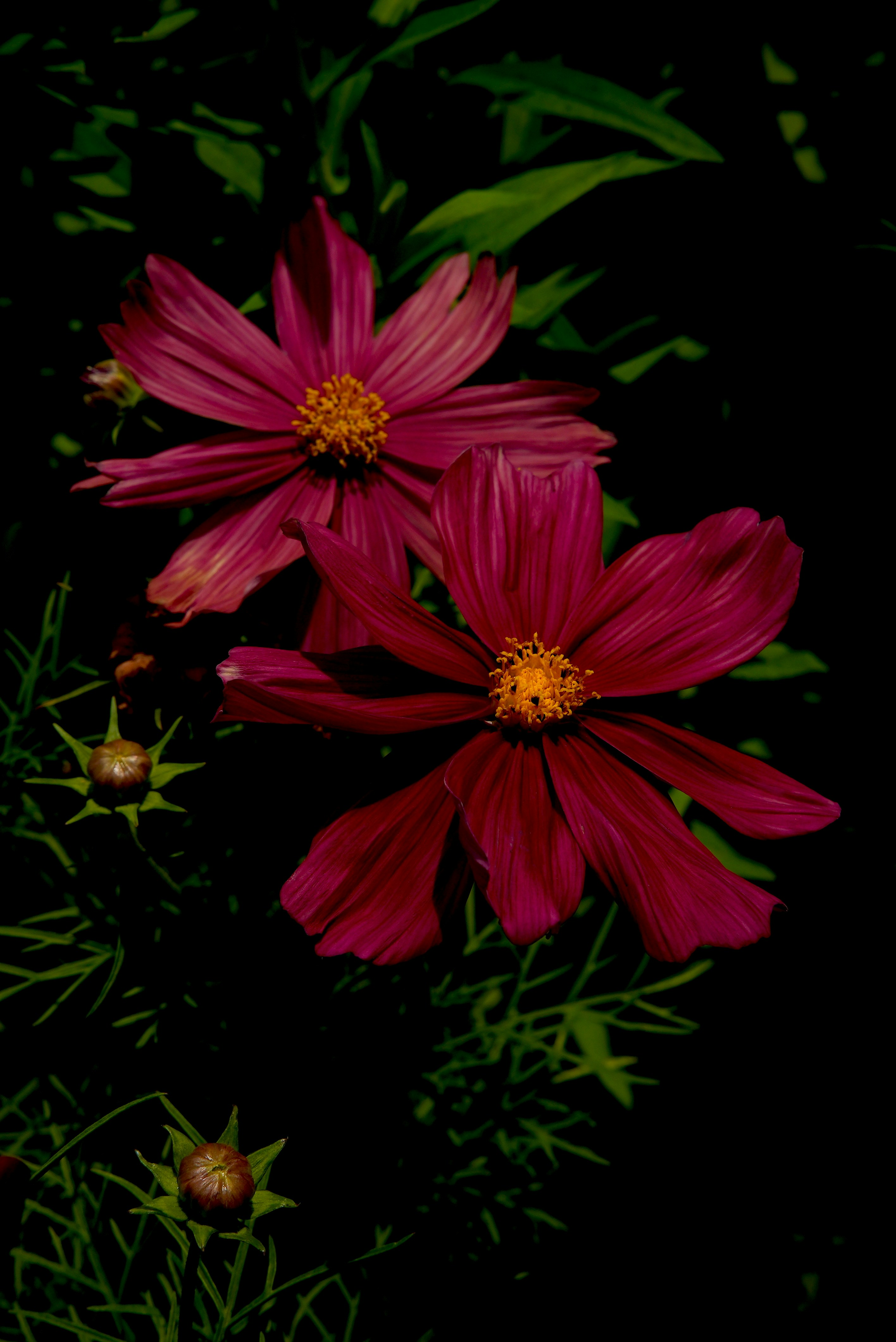 A close view of blooming flowers at the New York Botanical Garden, capturing intricate petal details, soft natural light, and the diversity of cultivated plant life in a world-class urban garden