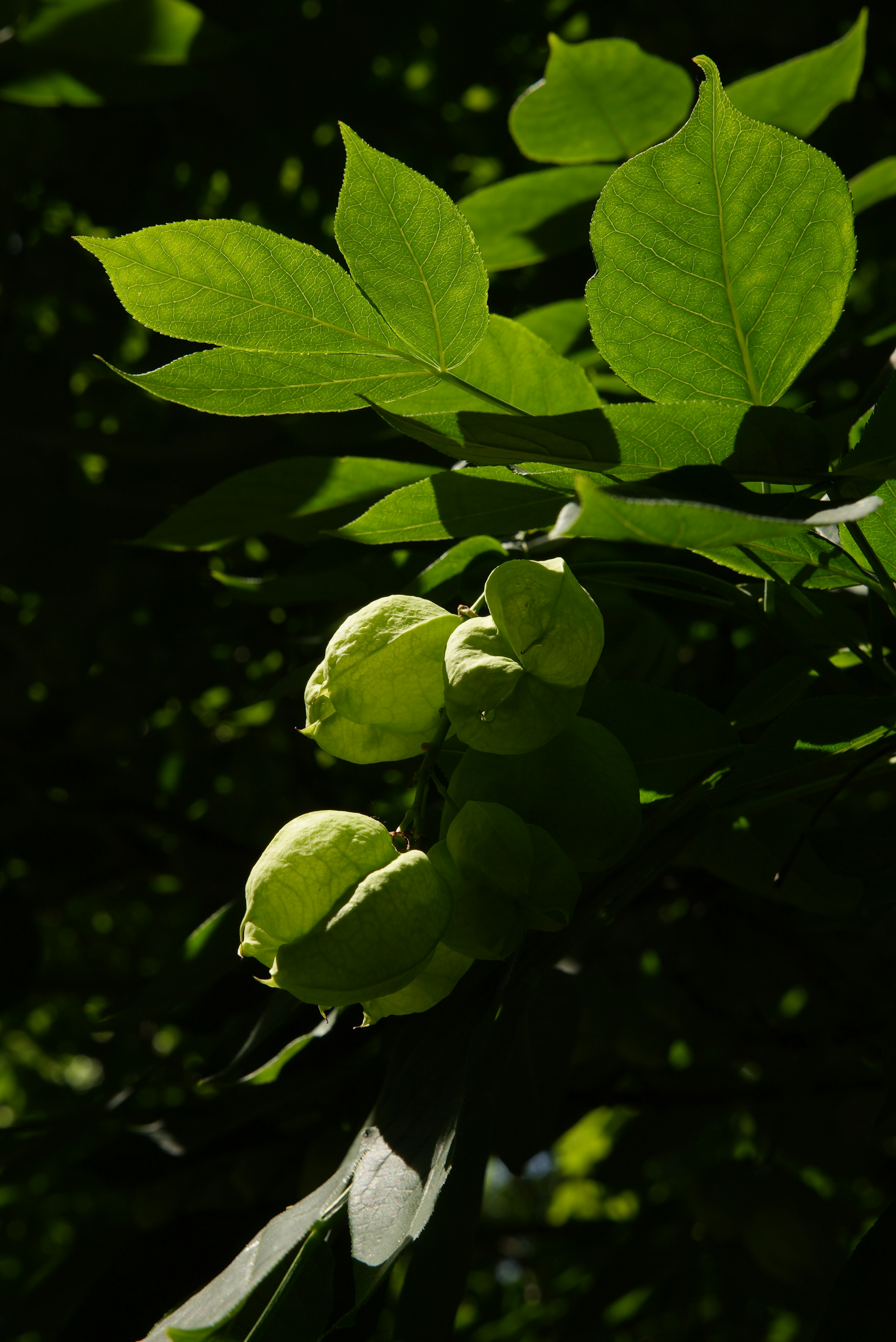Green Fruit Buds Cloaked in Dappled Light