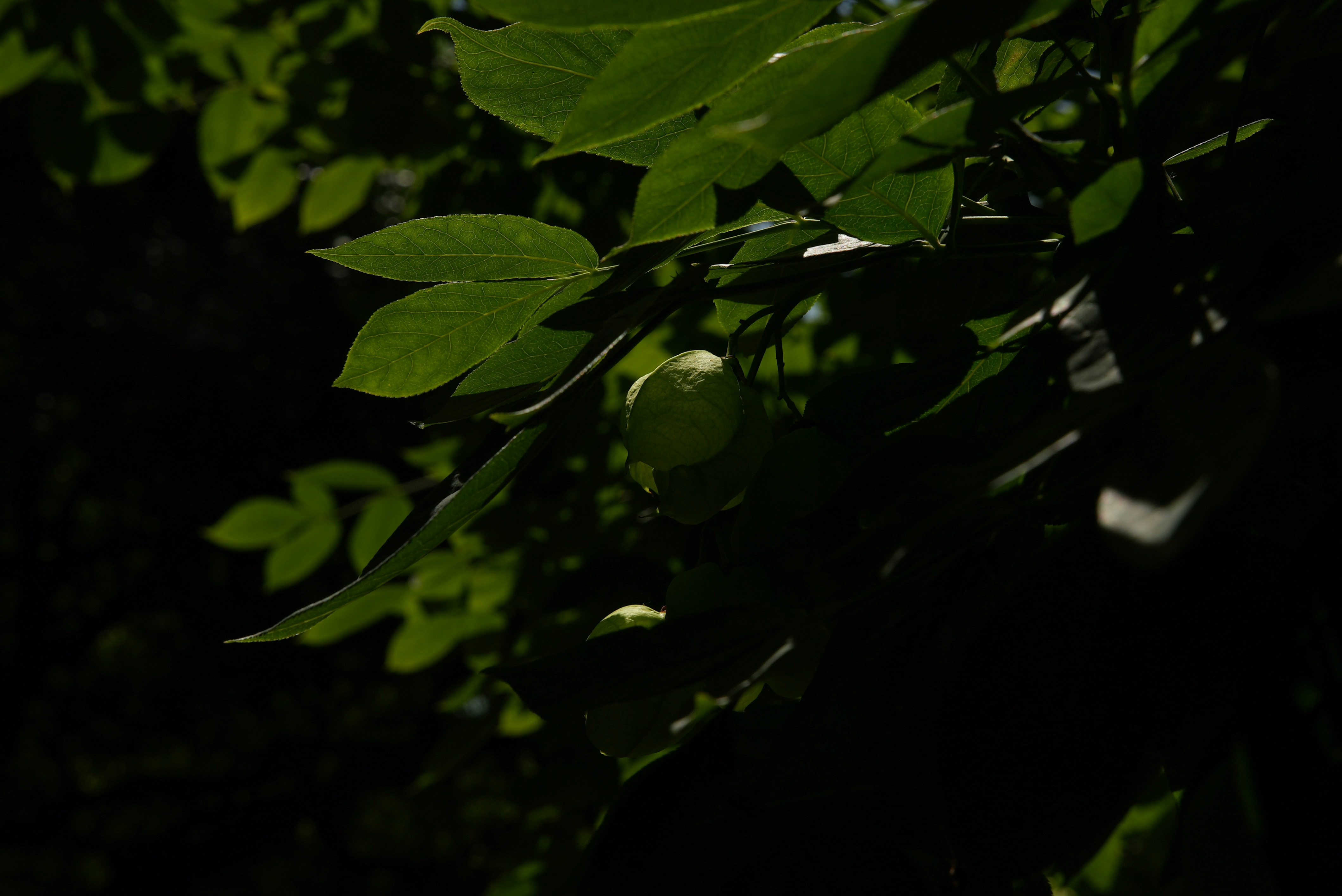 A wide natural composition of European bladder nut in bloom, where clusters of small flowers emerge among green leaves, creating a soft, airy seasonal display in a landscaped garden setting.