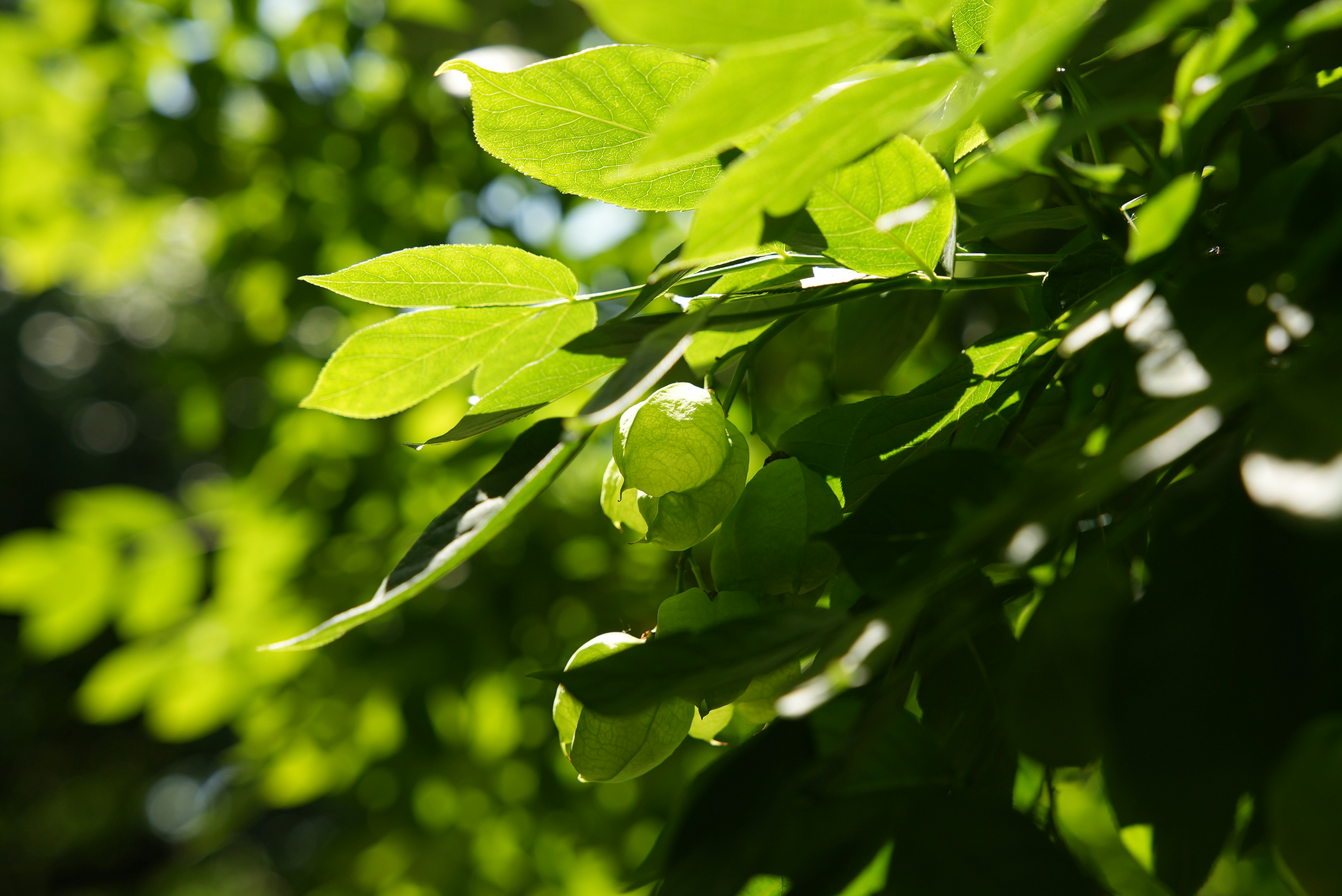 Sunlit Green Circuit: A Close Look at Leaves and Buds