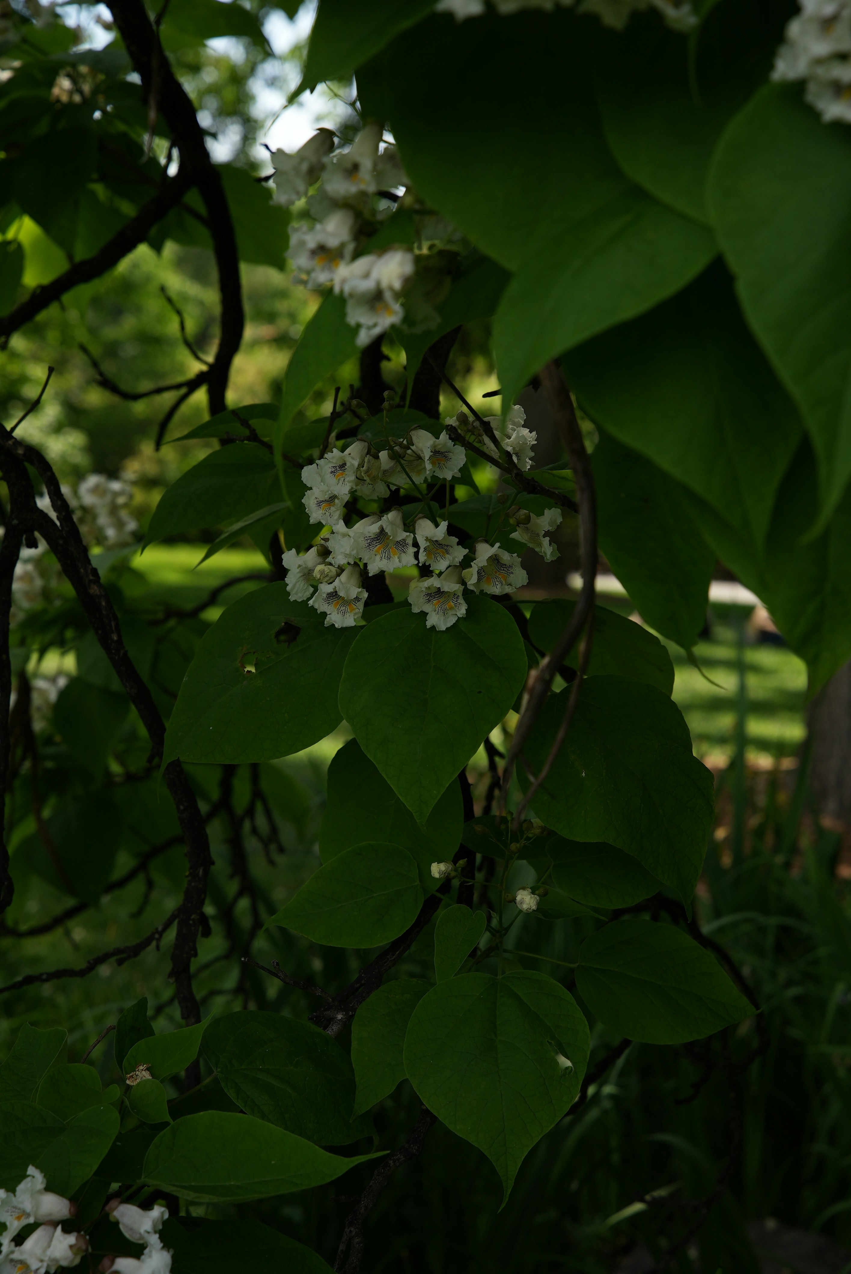 White-flowered vine cascade in a shaded garden