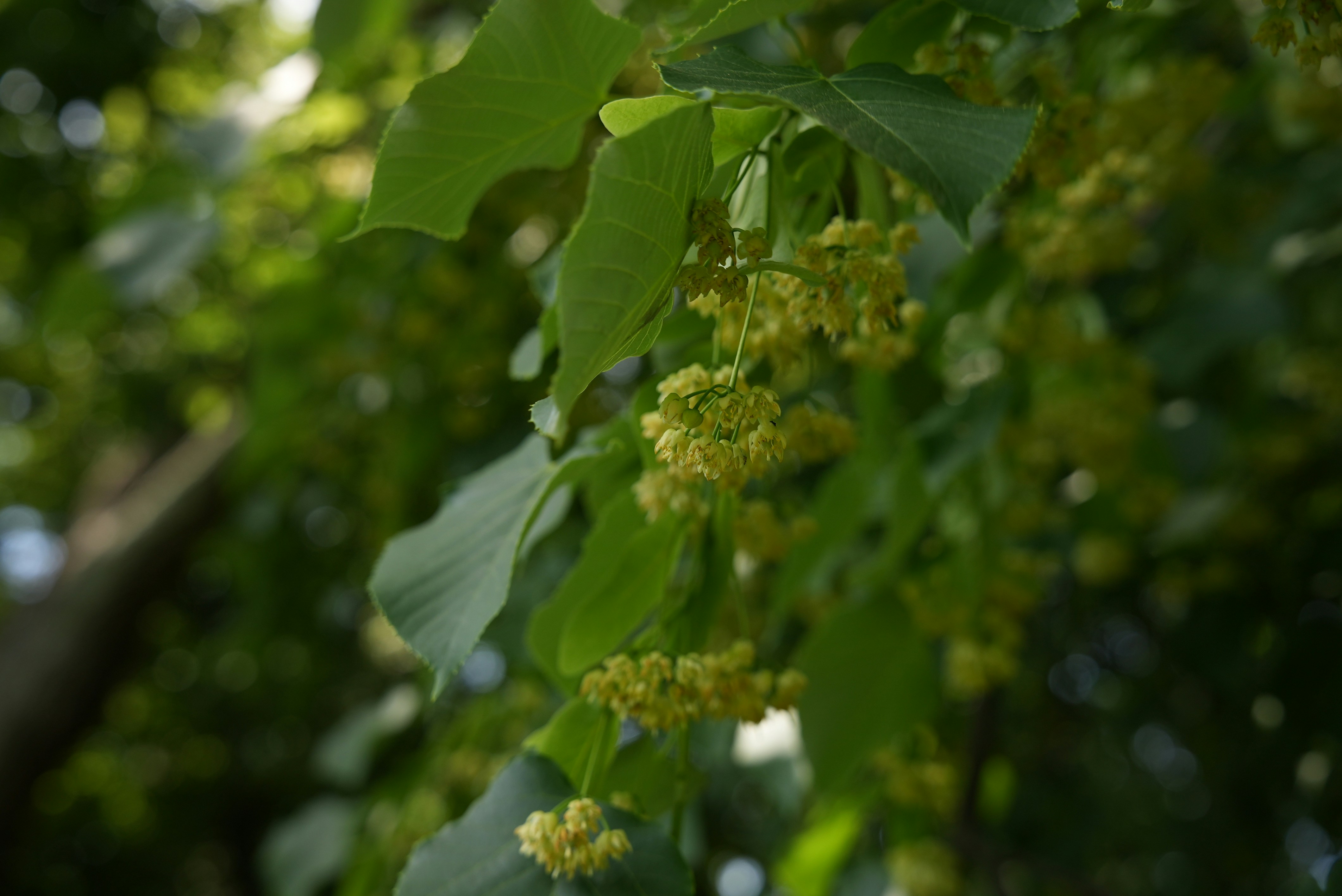 Gentle Bloom: Clustered Green Catkins in Soft Twilight