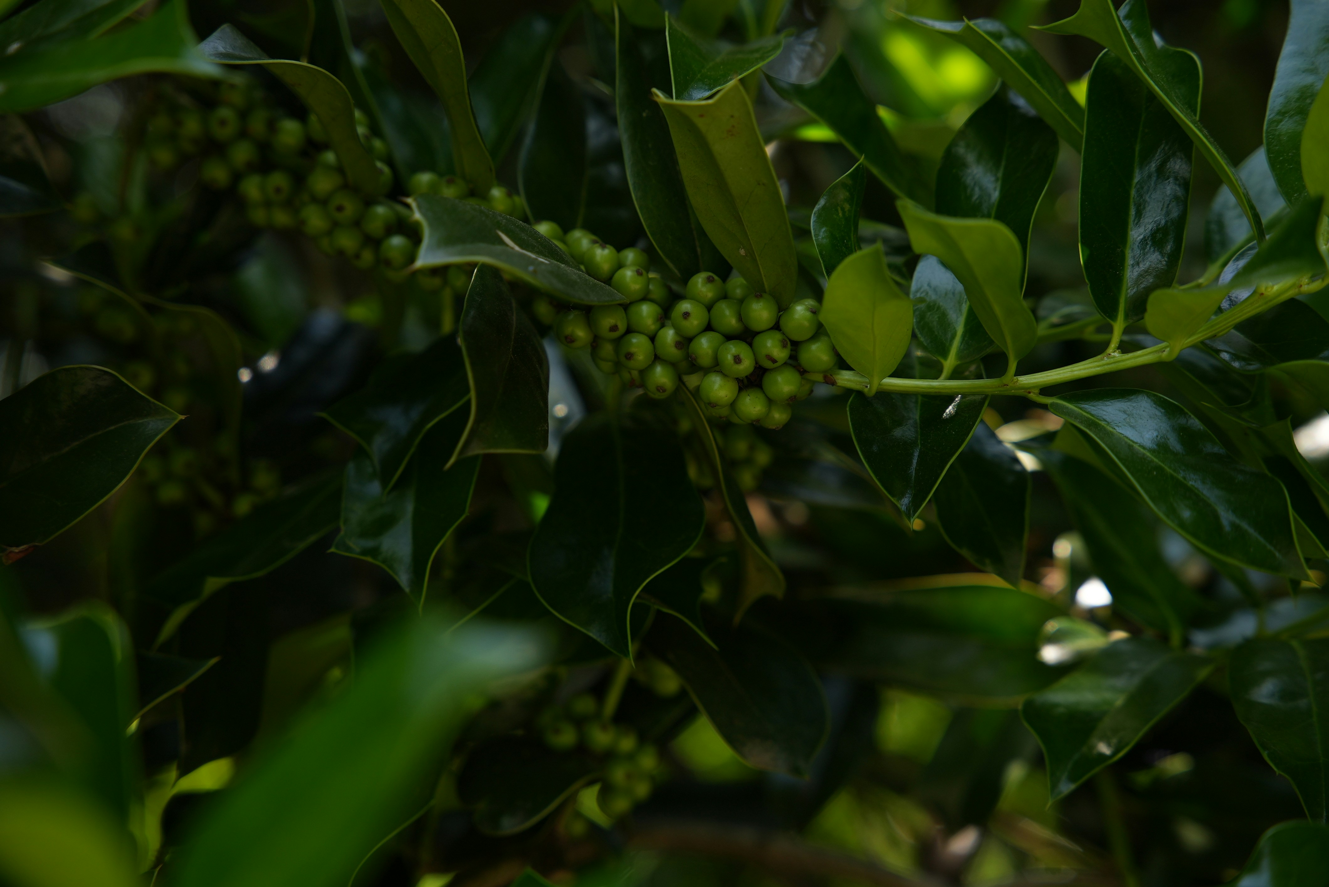 Clusters of Green Orbs among Glossy Leaves