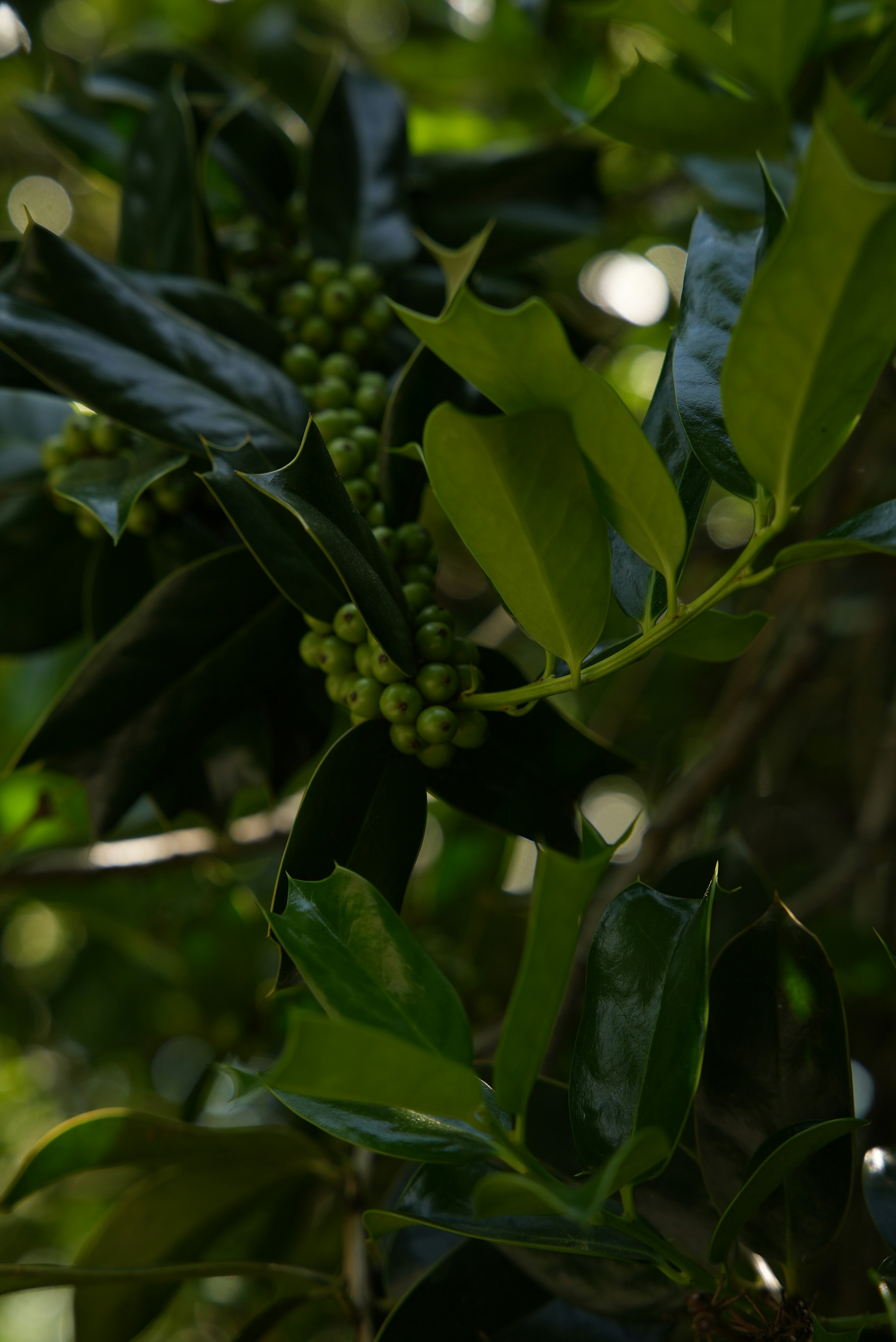 Close-up of Glossy Holly Leaves with Unripe Berries in Dappled Light