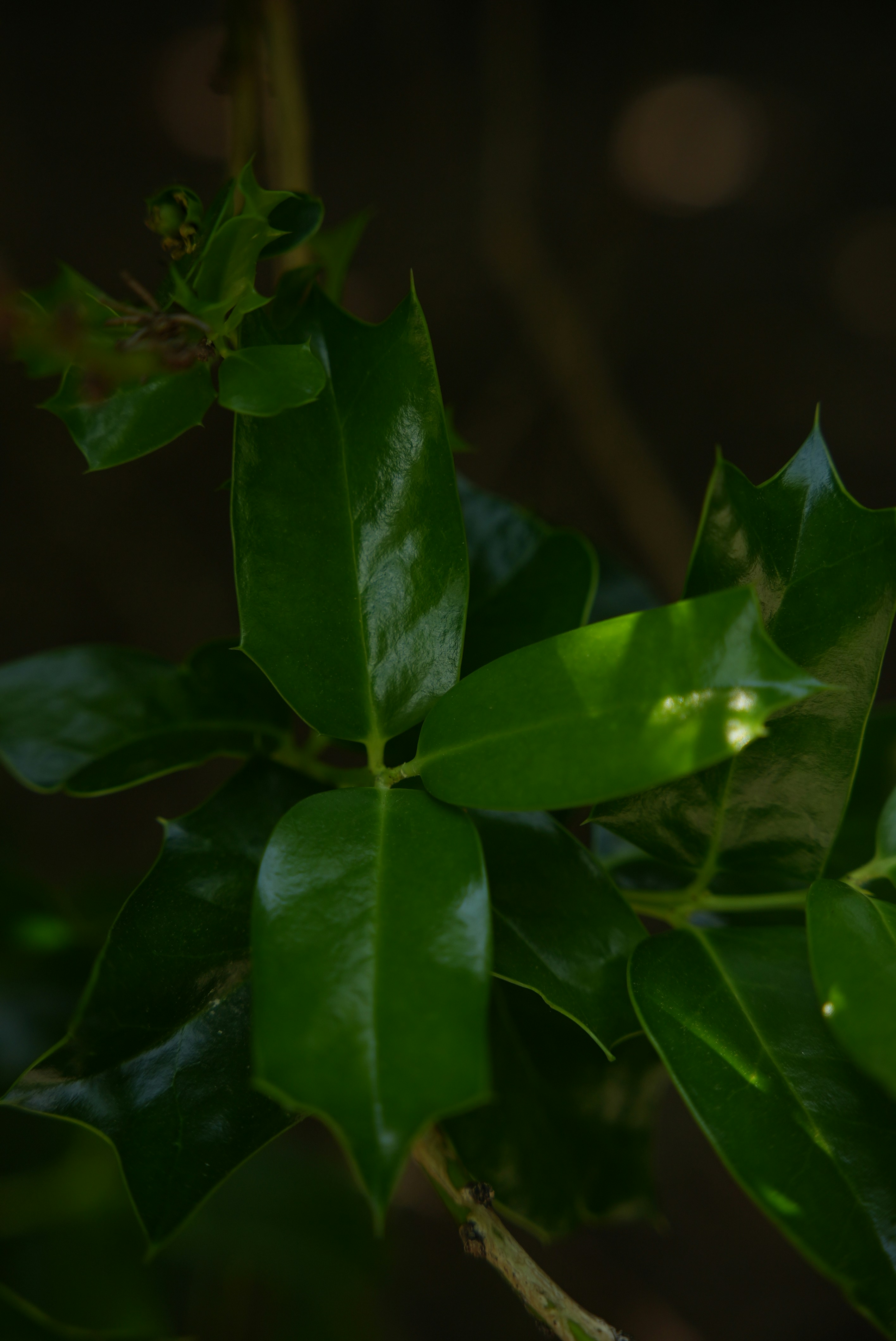 Emerald Staircase: Close-Up of Glossy Holly Leaves