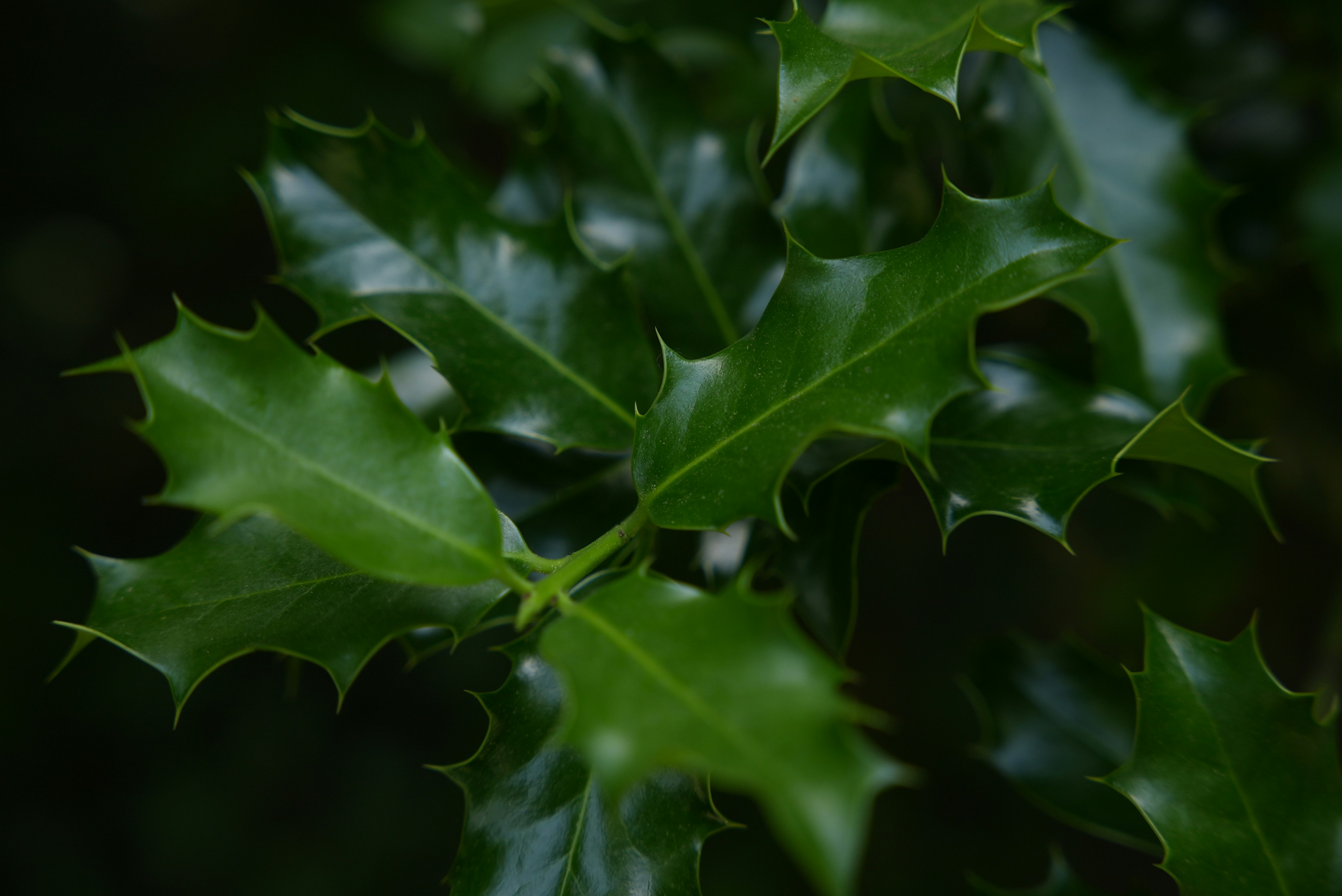 Midnight Green: A Close-Up of Holly Leaves in Quiet Focus