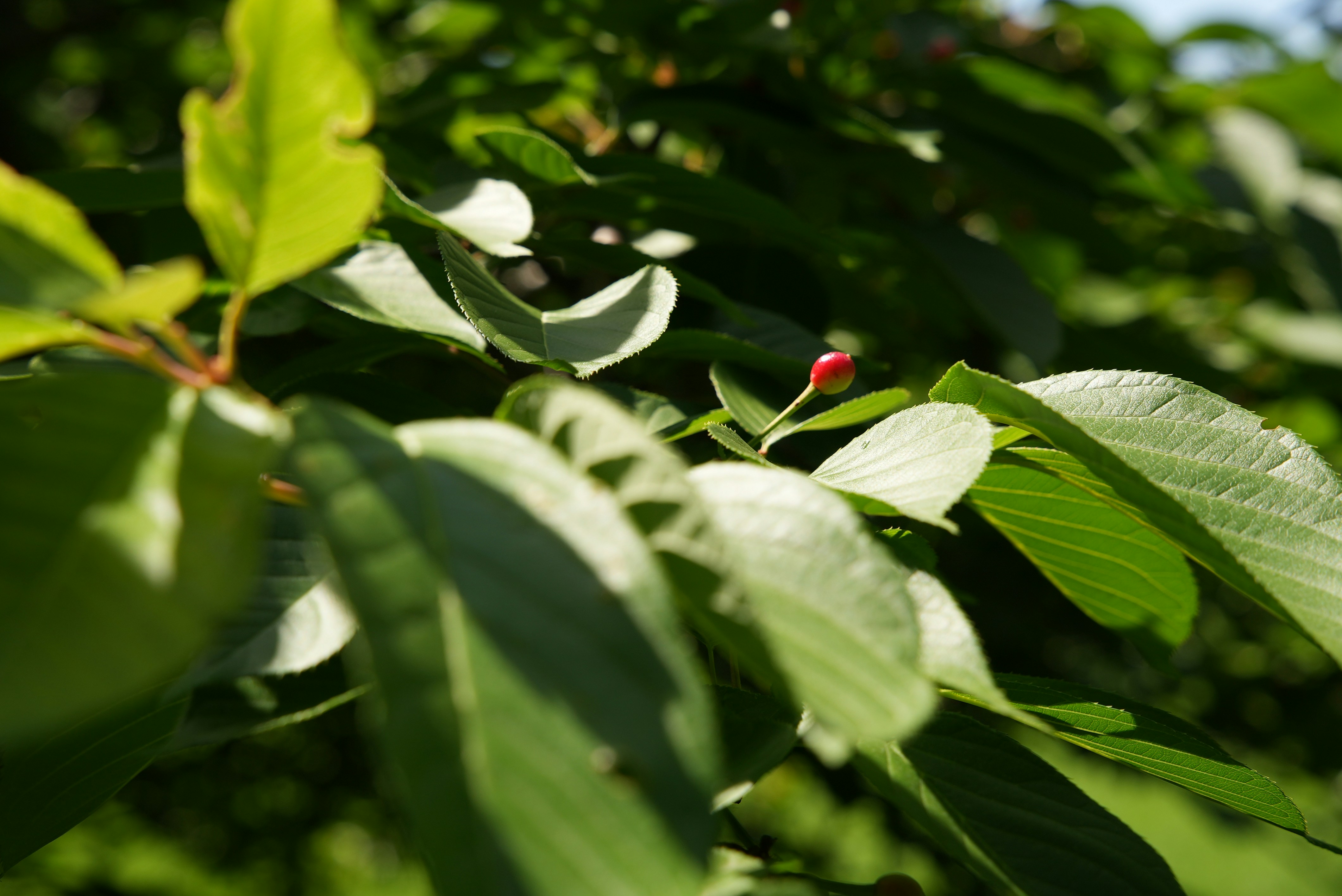 Red Cherry Amid Green Canopy