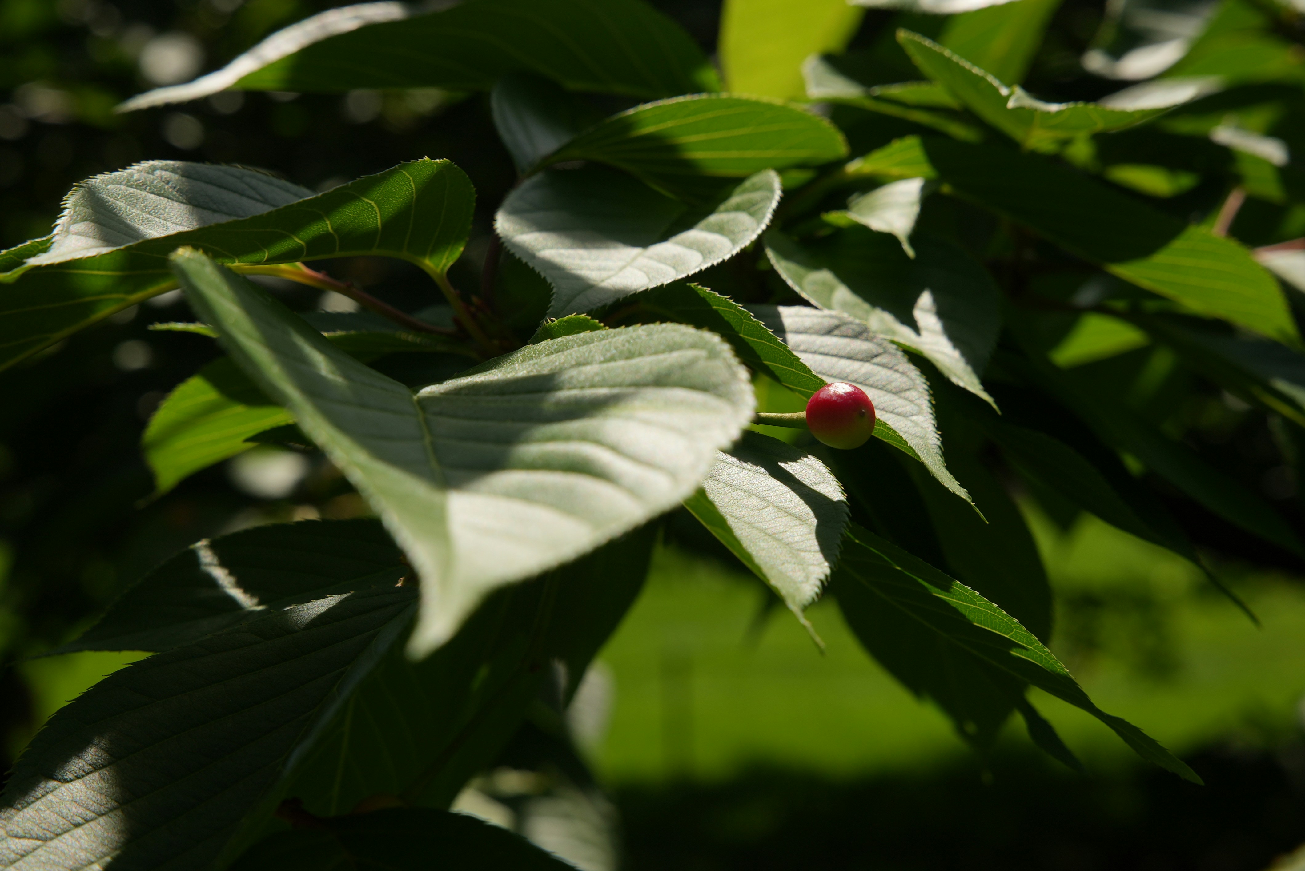 Single Red Cherry Among Matte Green Leaves