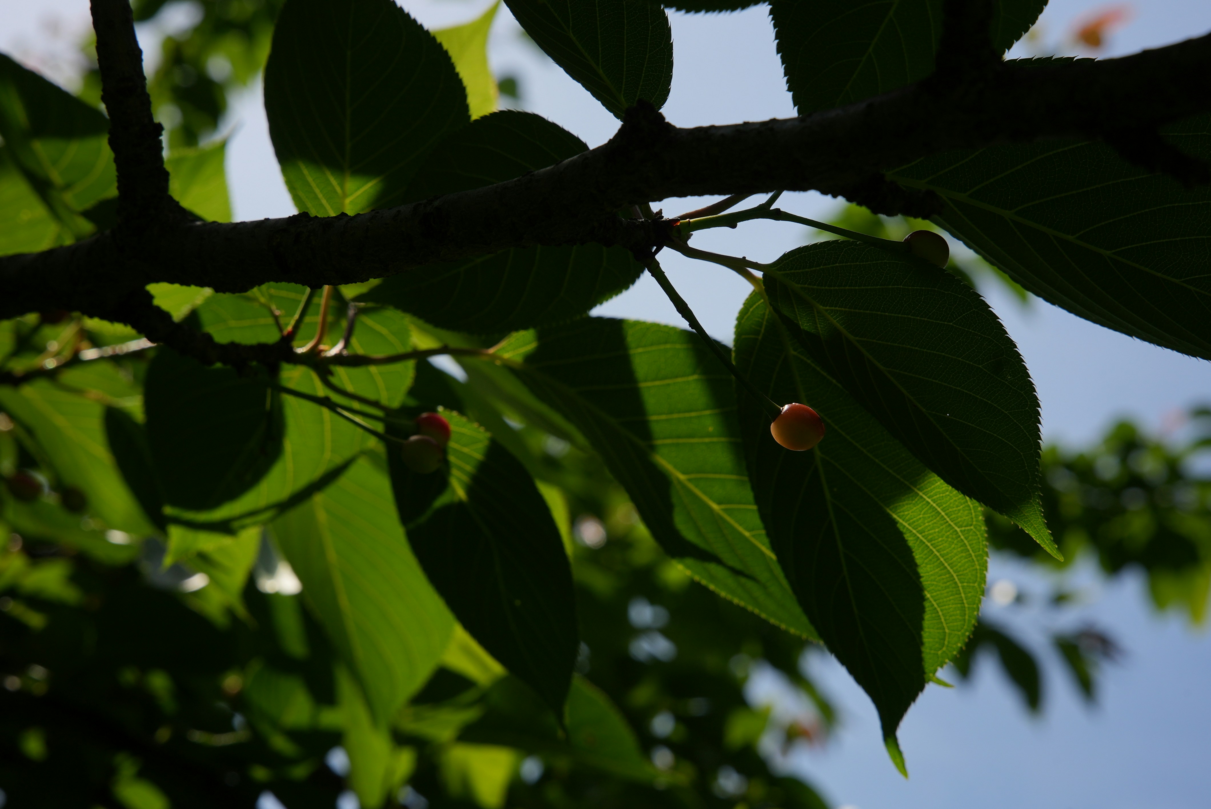 Sunlit Cherry Branch: Tiny Fruit Against a Sky-Backlit Canopy