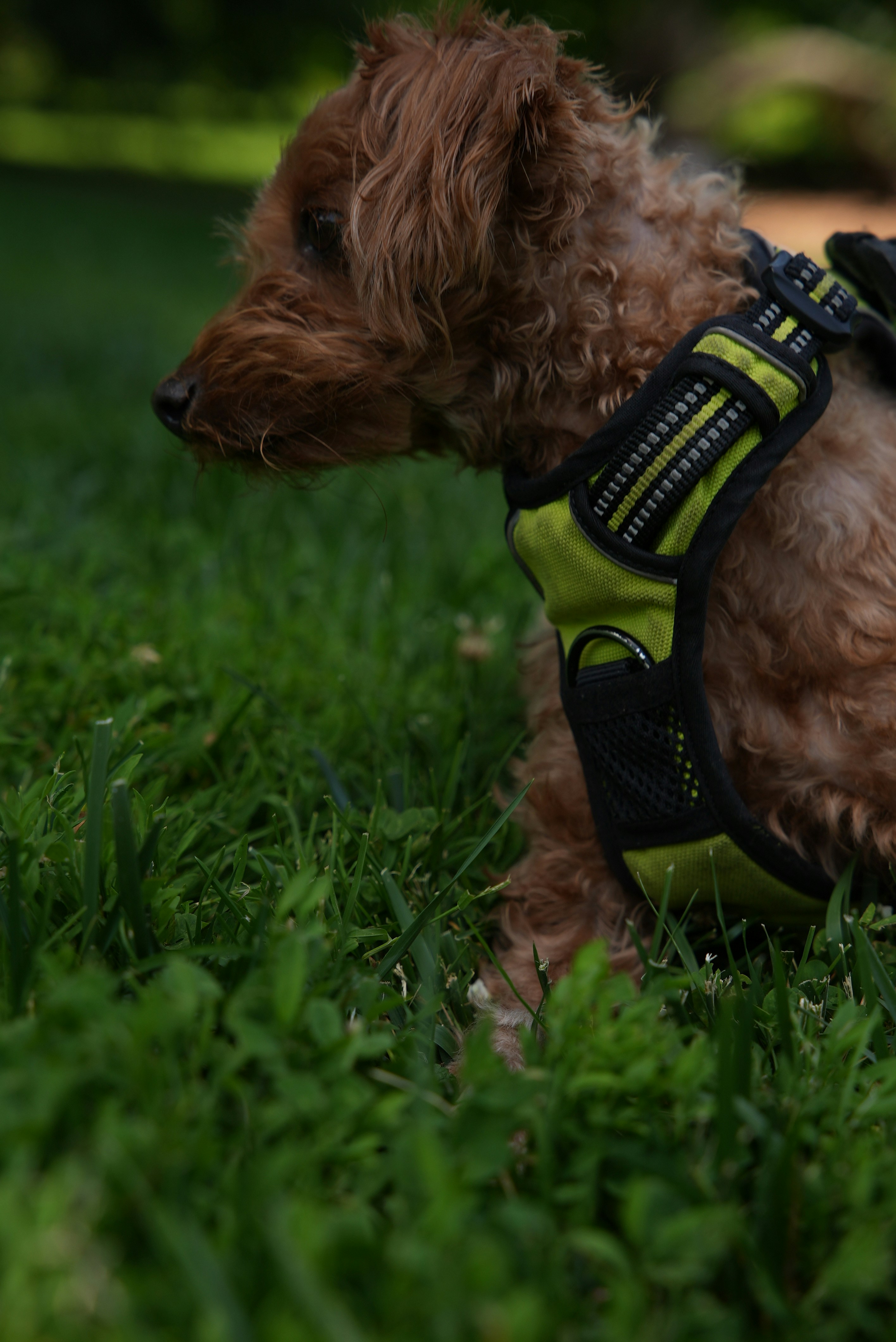 A small Shih Poo dog standing calmly on a grassy surface in a botanical garden, with softly blurred plants in the background. The composition focuses on the dog’s expression and fluffy texture, creating a simple and heartwarming pet portrait in nature.