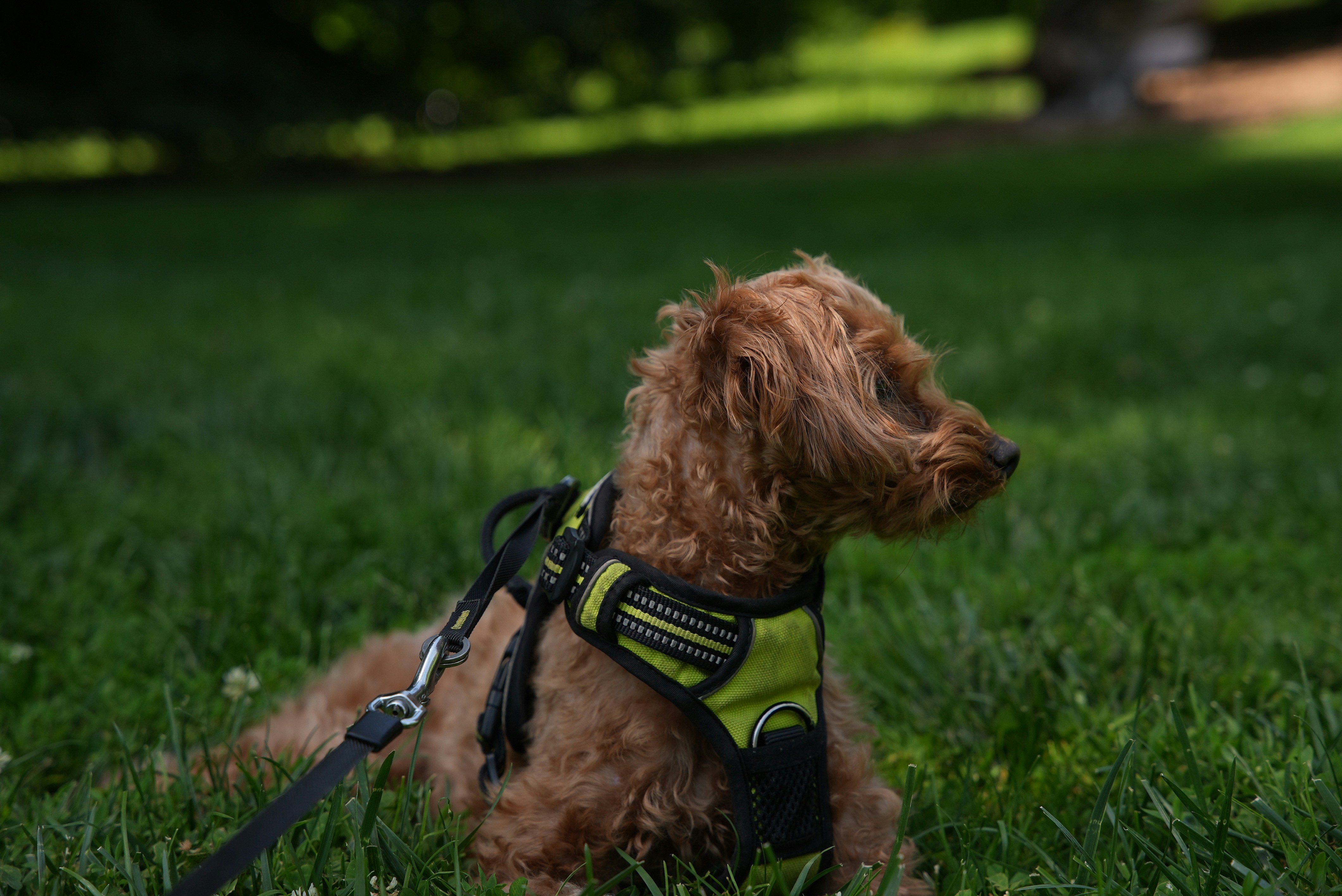 Sunlit Terrier in a Quiet Park
