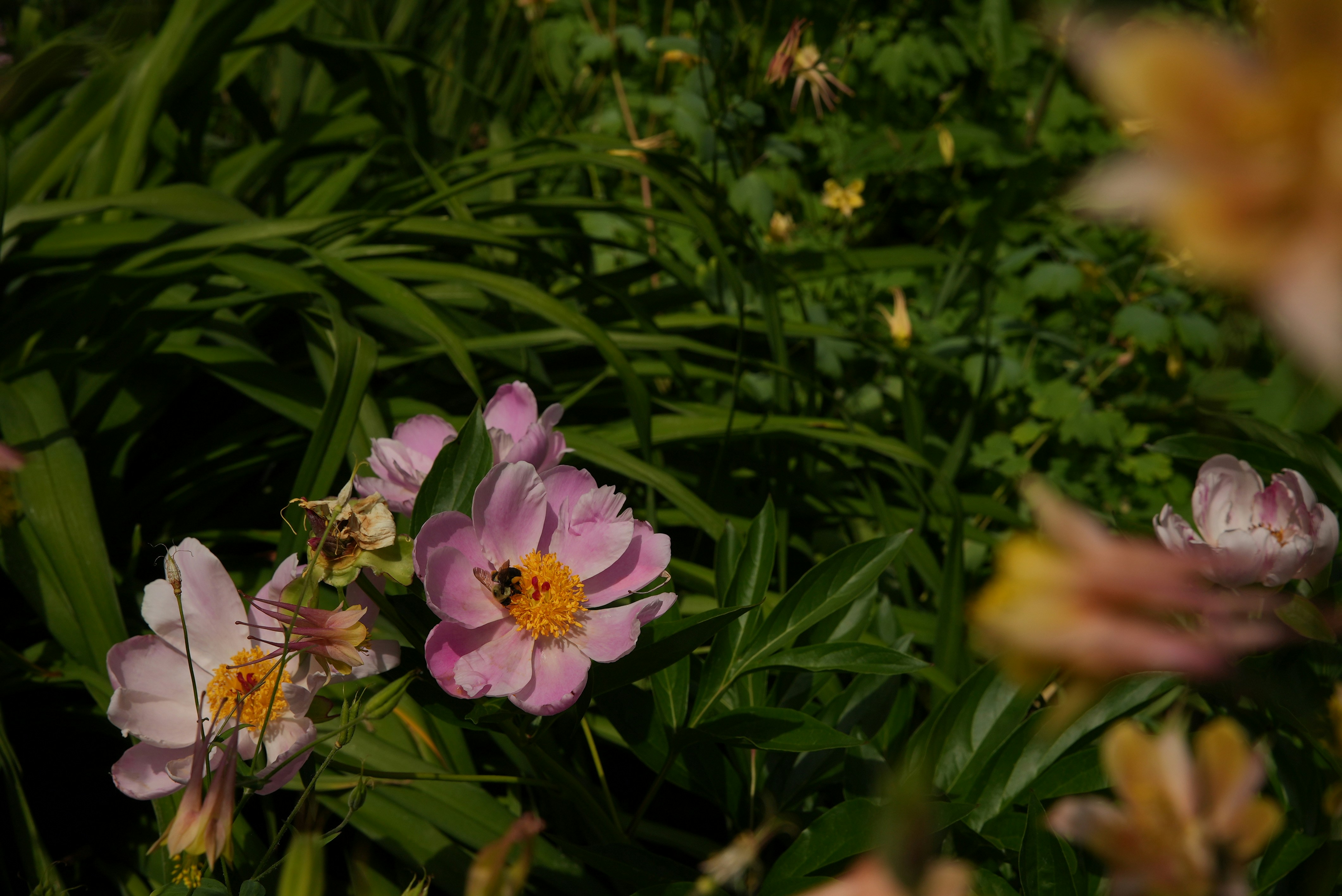 Bloom in the Border: Pink Peonies Surrounded by Last Light Greenery