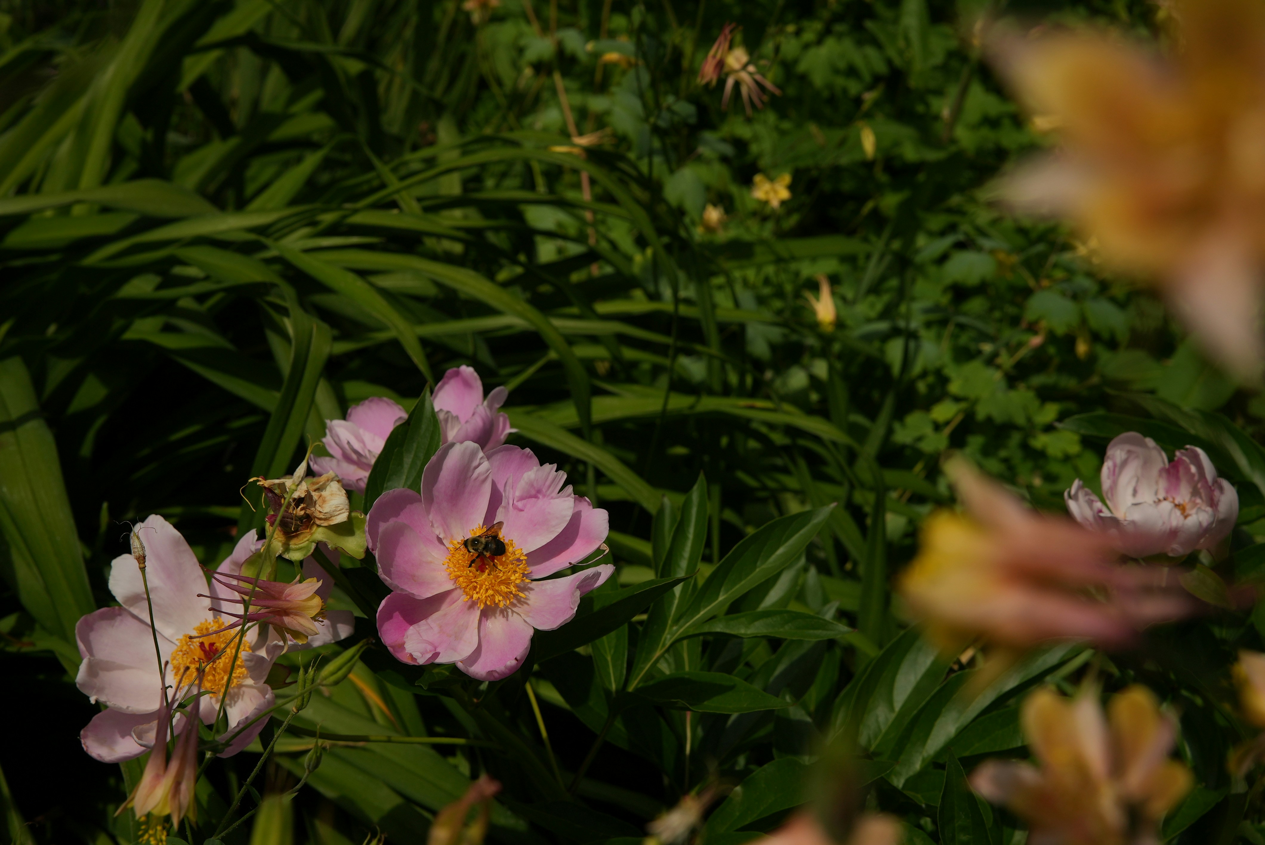 Pink center stage: a sunlit bloom amid deep green leaves