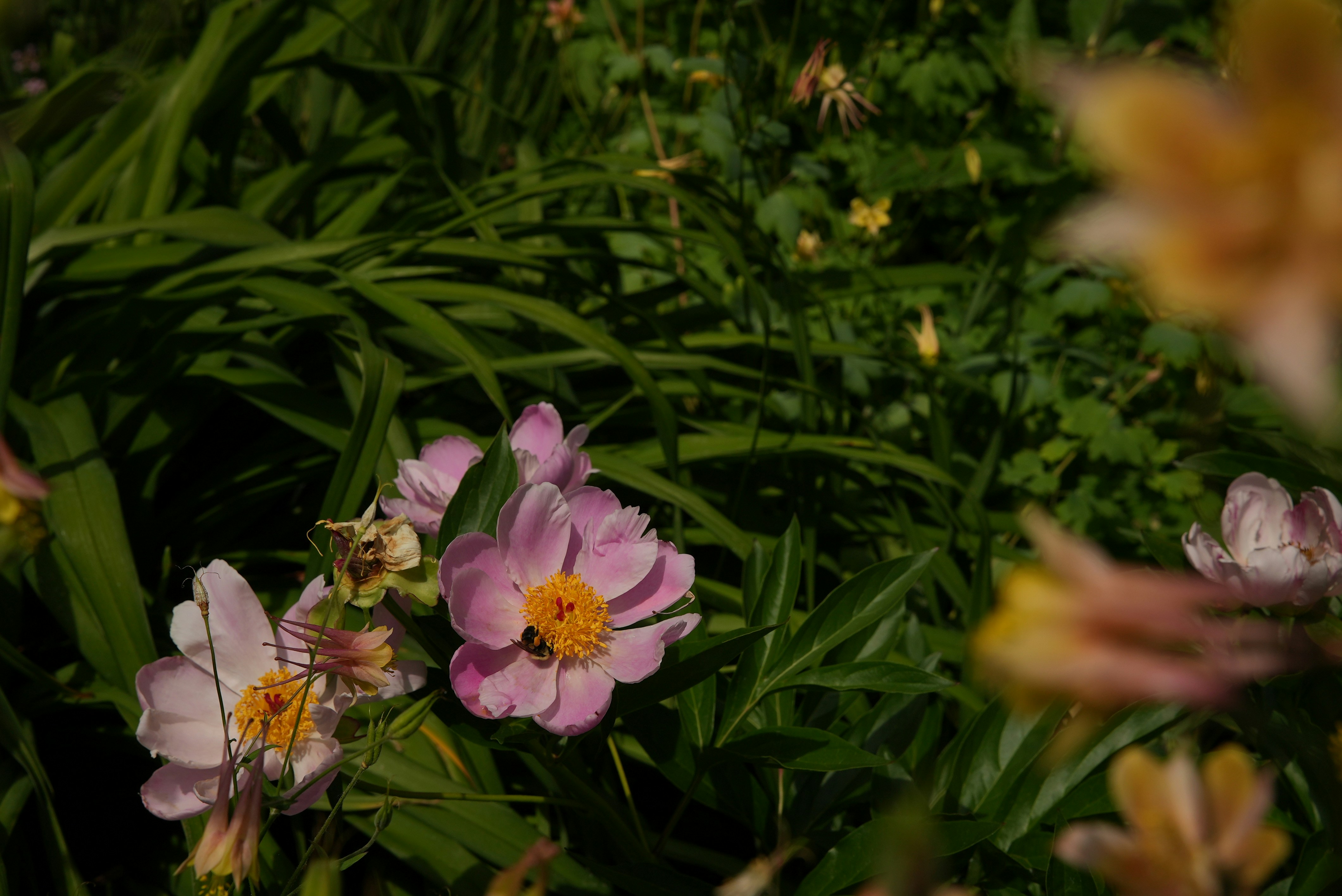 Pink petals in a shaded garden blaze with gold centers