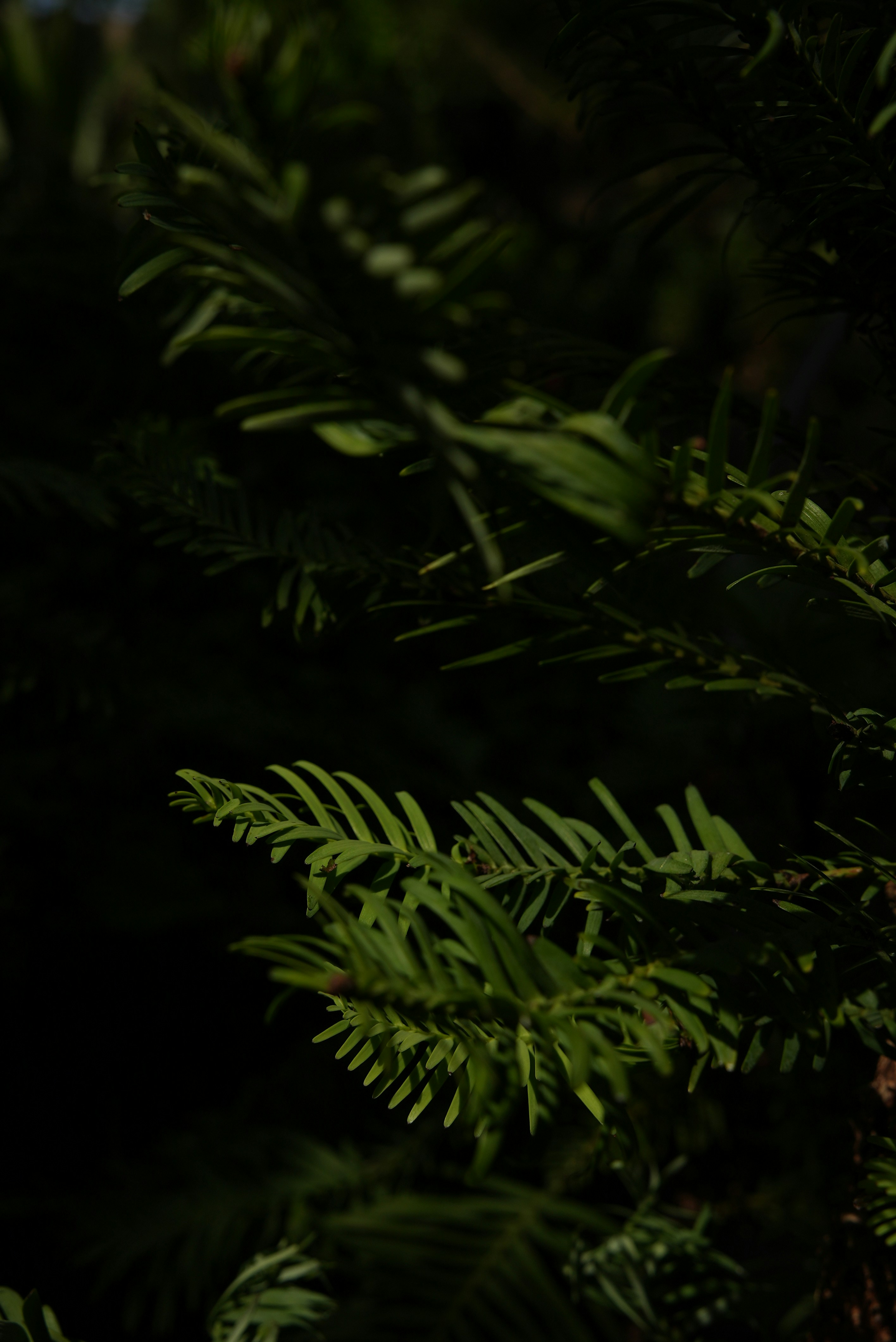 Tall tropical grass swaying gently in warm natural light, casting long soft shadows across the ground. The scene captures the movement and rhythm of nature in a tropical environment, where wind shapes the grass into flowing patterns. The interplay of light and shadow highlights texture, depth, and the quiet beauty of open natural landscapes.
