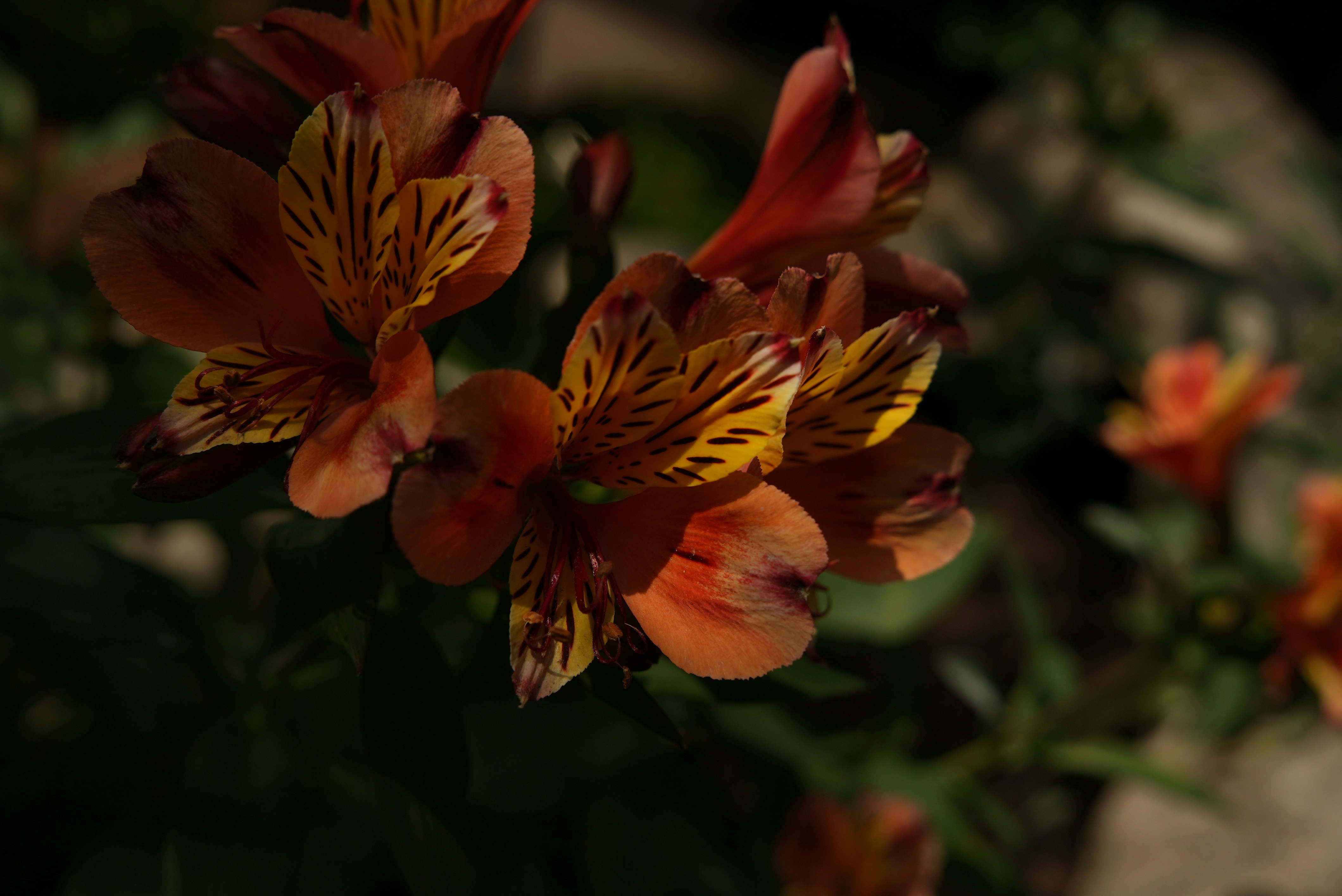 Scarlet Sonata: A Cluster of Striped Petals in Dappled Shade