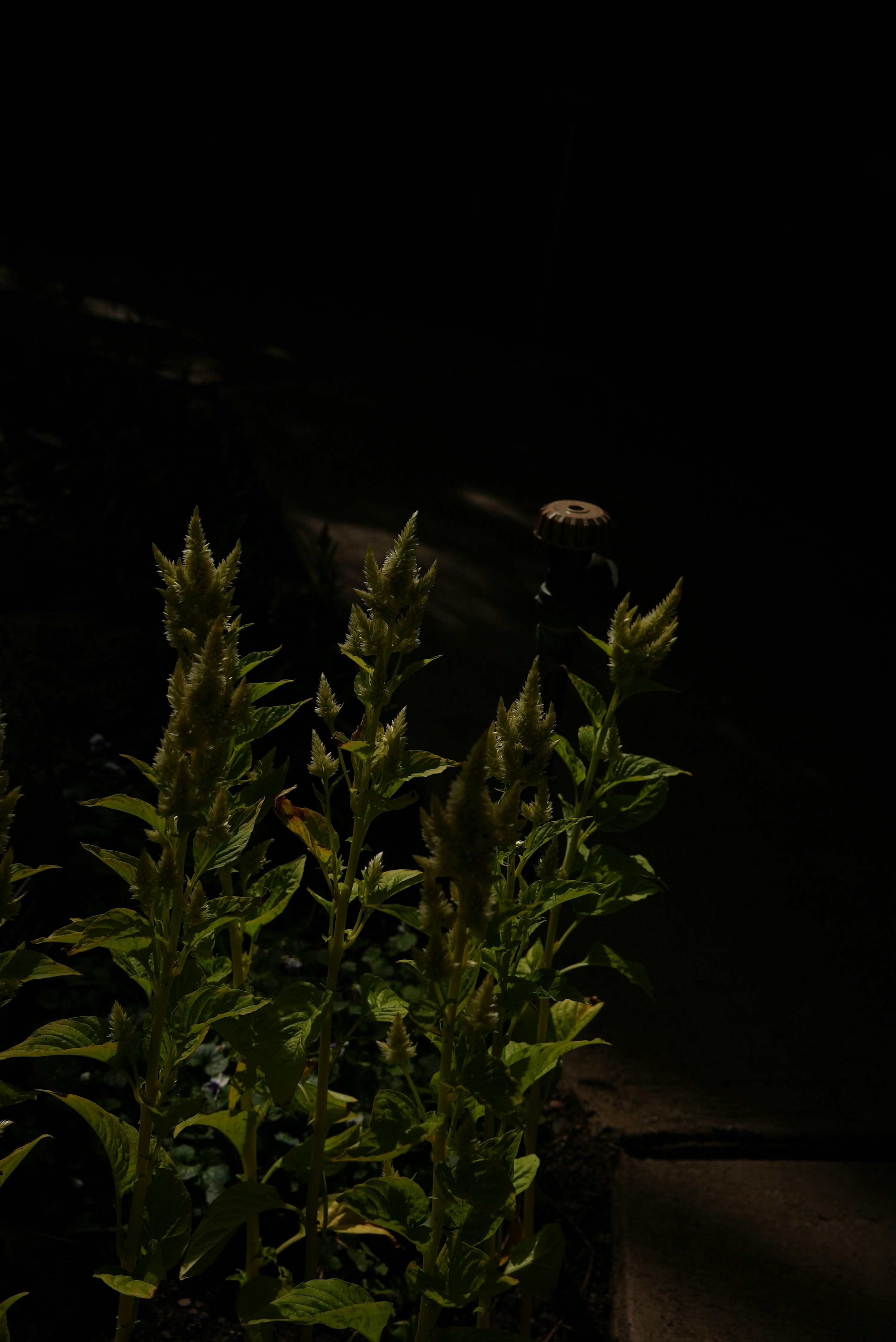 Moonlit Garden: Night-Soft Ferns in a Quiet Lot