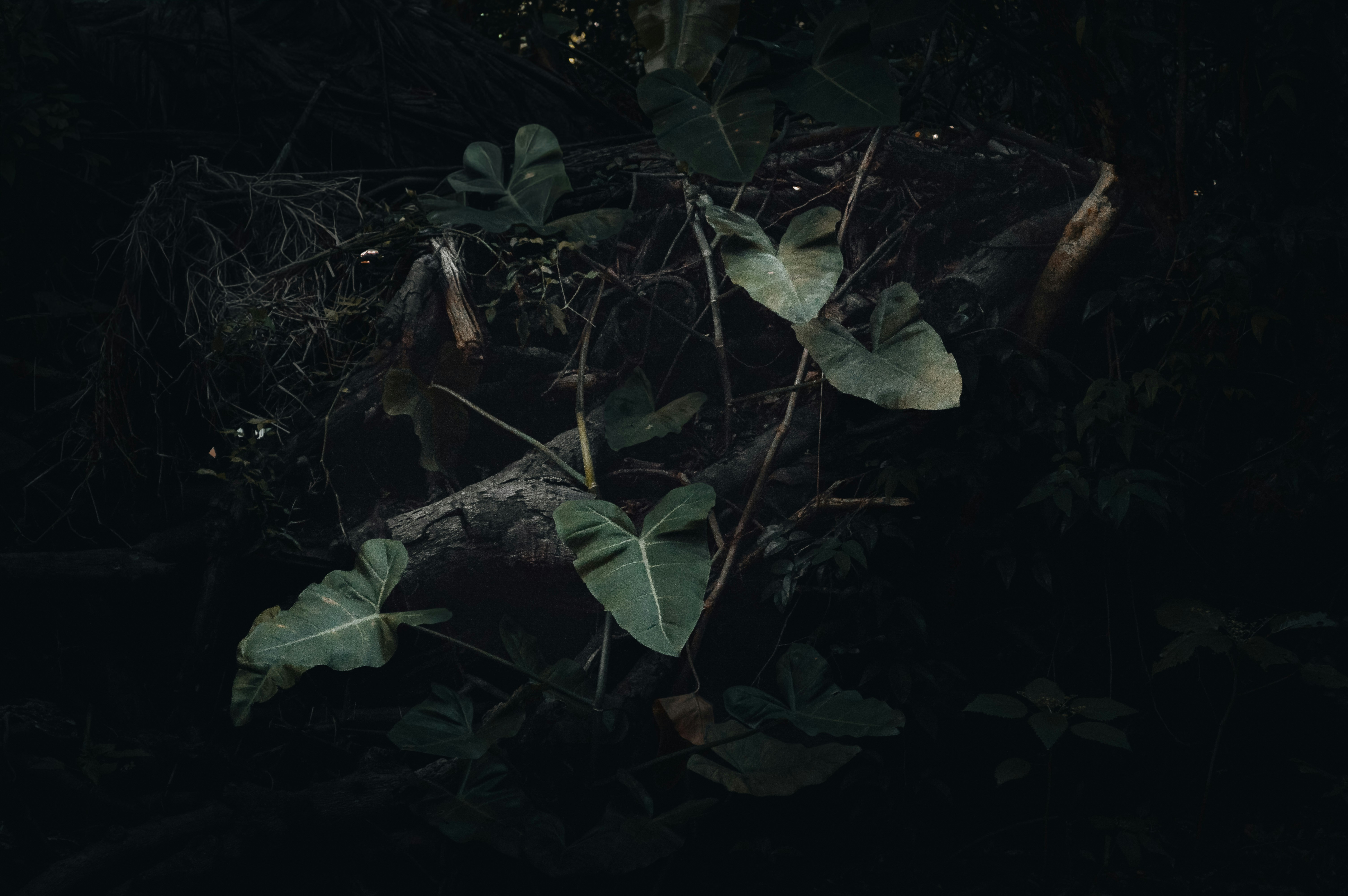 Moonlit ivy in a shadowed thicket