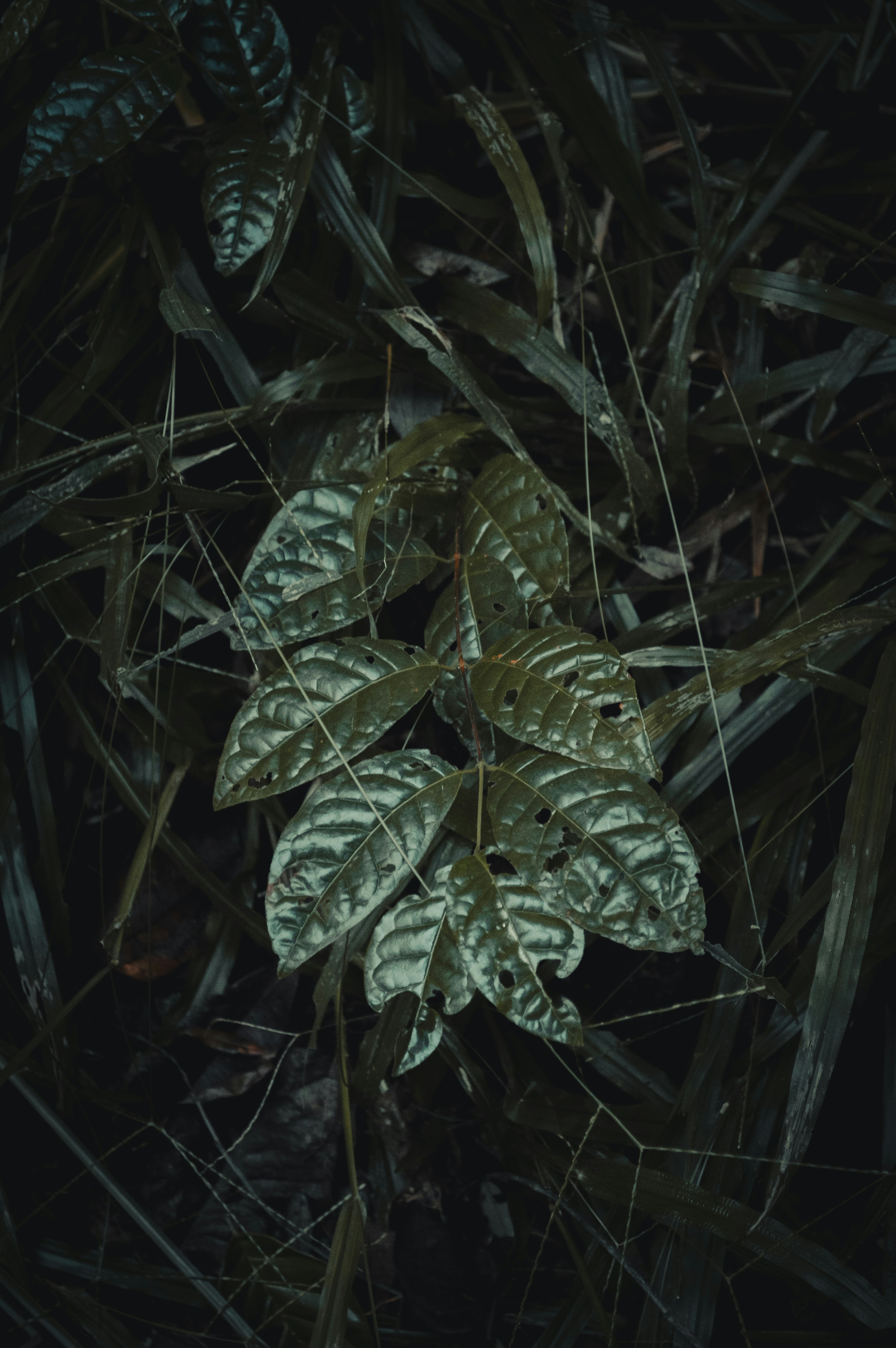 Moonlit Fern: Veins of Night in a Quiet Understory