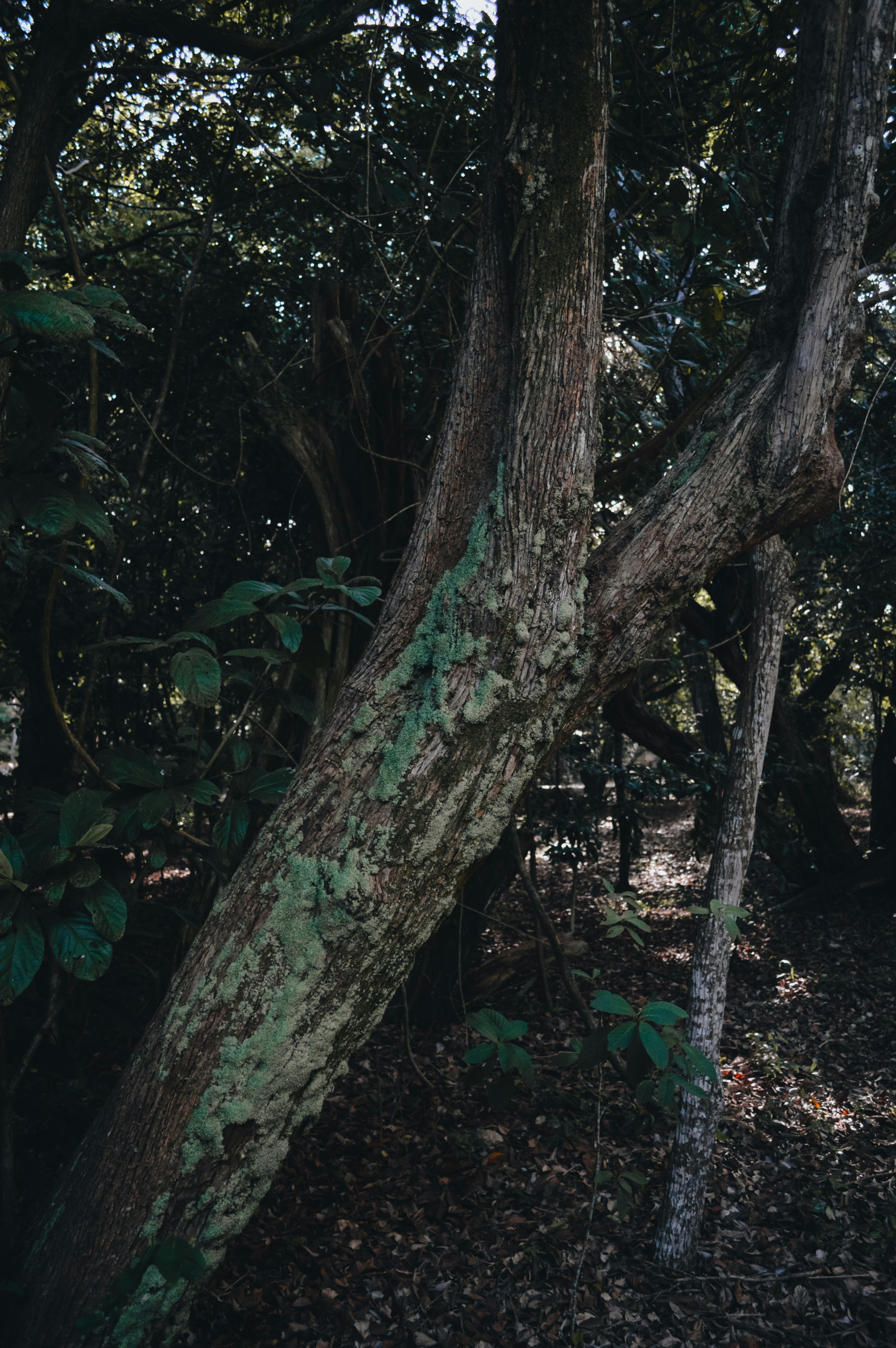 Ancient Trunk Wreathed in Moss: A Quiet Forest Portrait