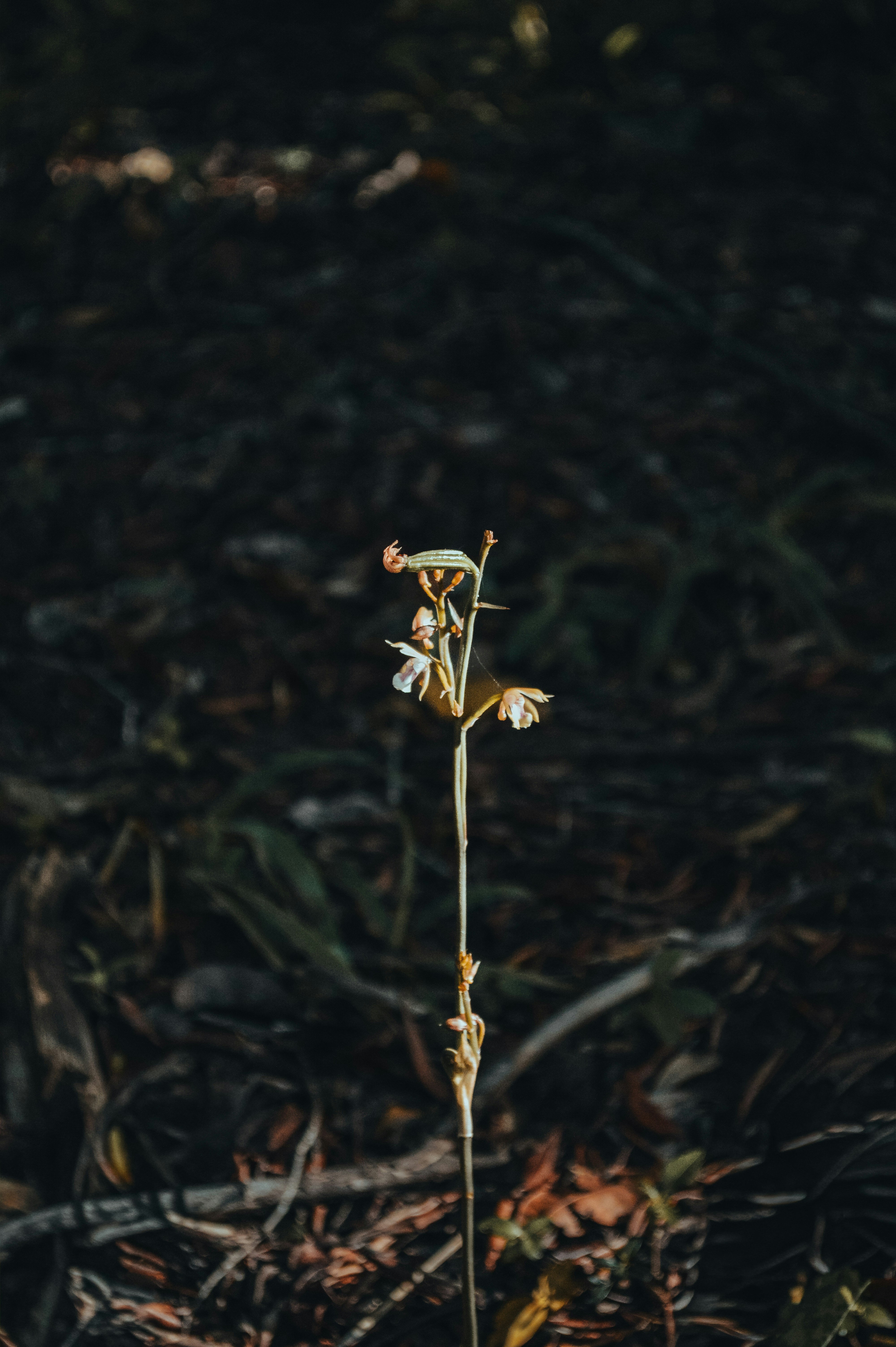 A Lone Flower Reaches Toward Dappled Light