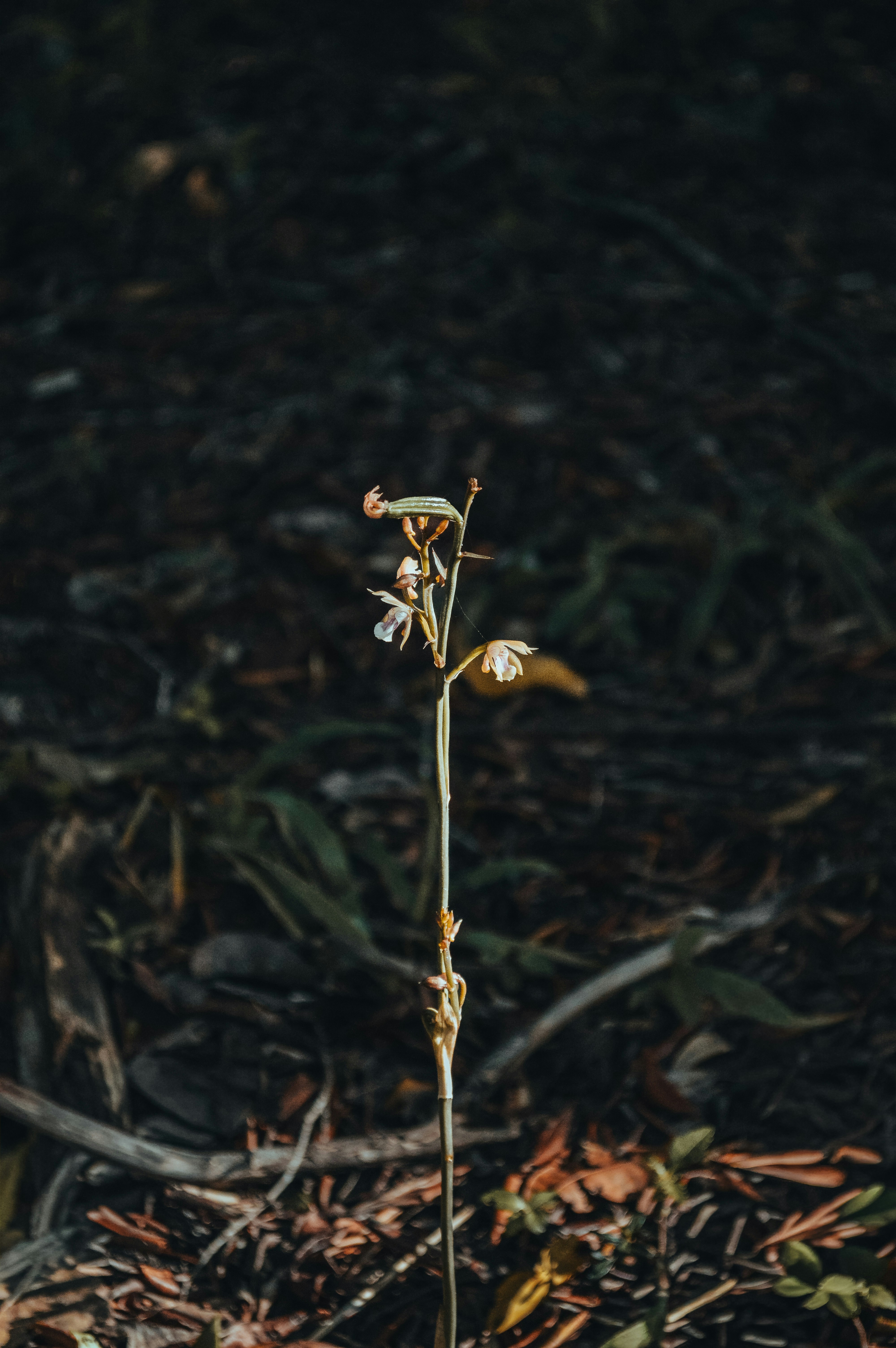 A Lone Seedling Reaches for the Light in a Shadowed Patch of Forest Floor