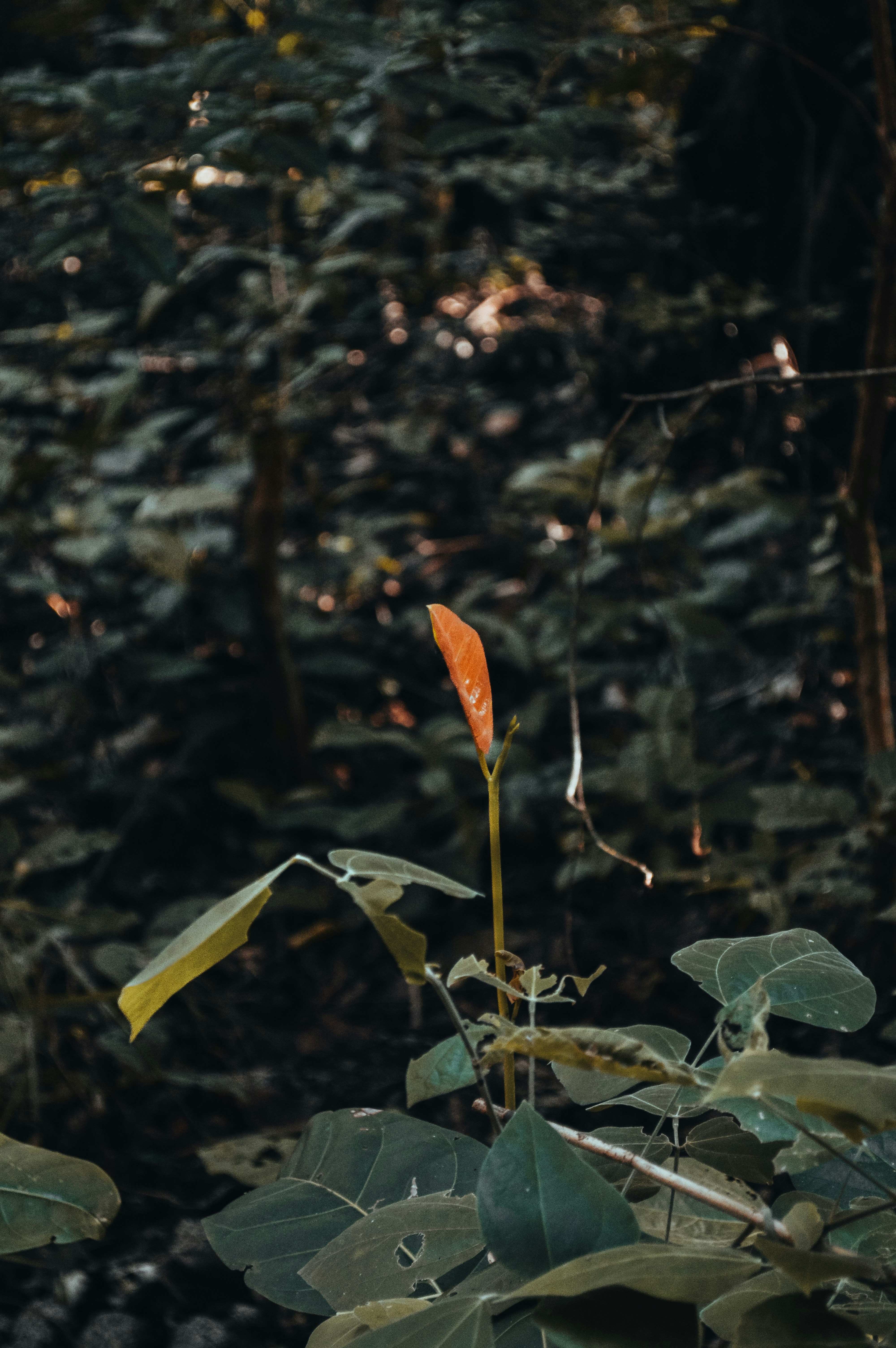 A lone burnt-orange leaf crowns a slender stem in a shadowed woodland