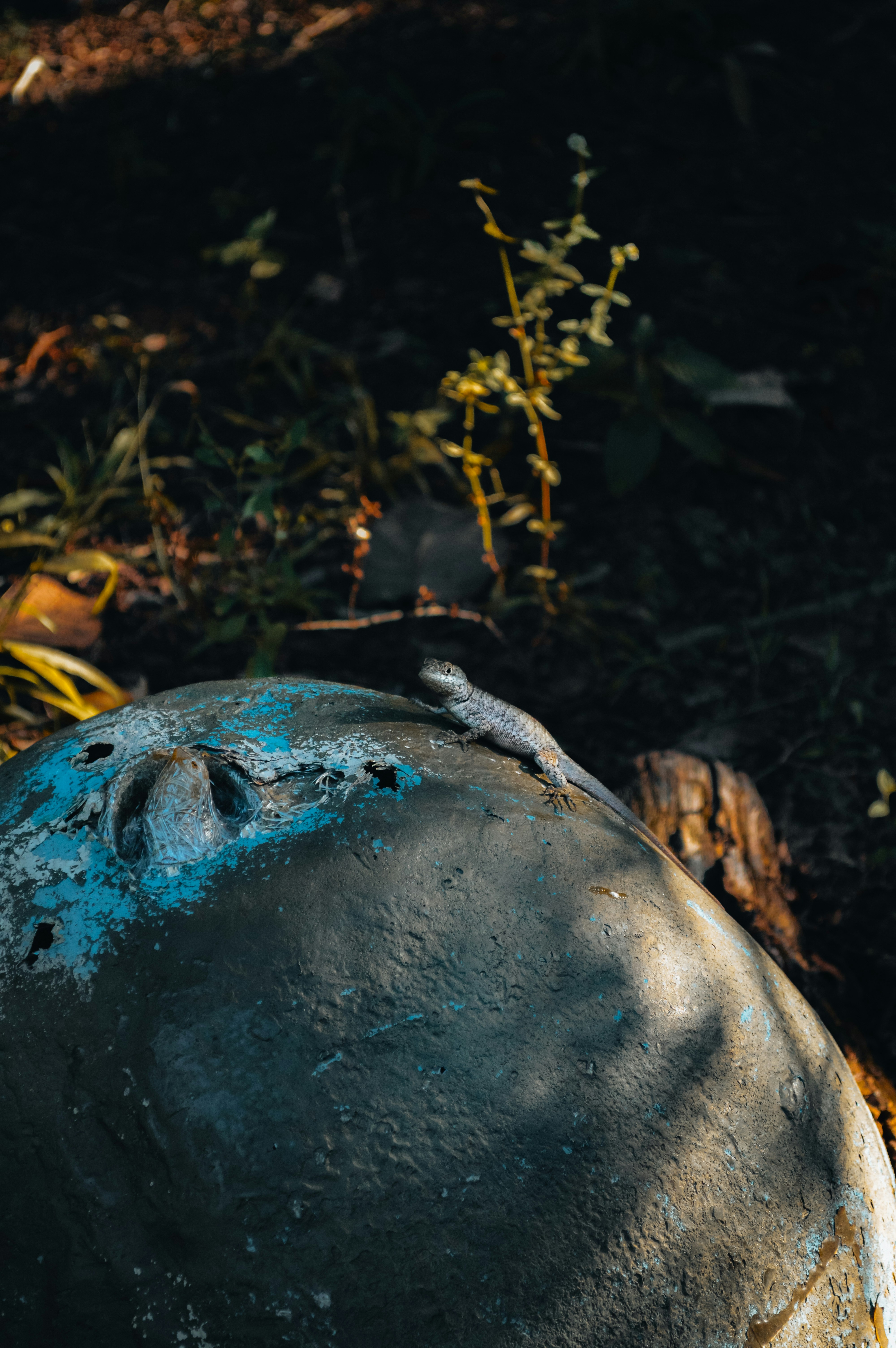 Blue dented helmet in dappled forest light