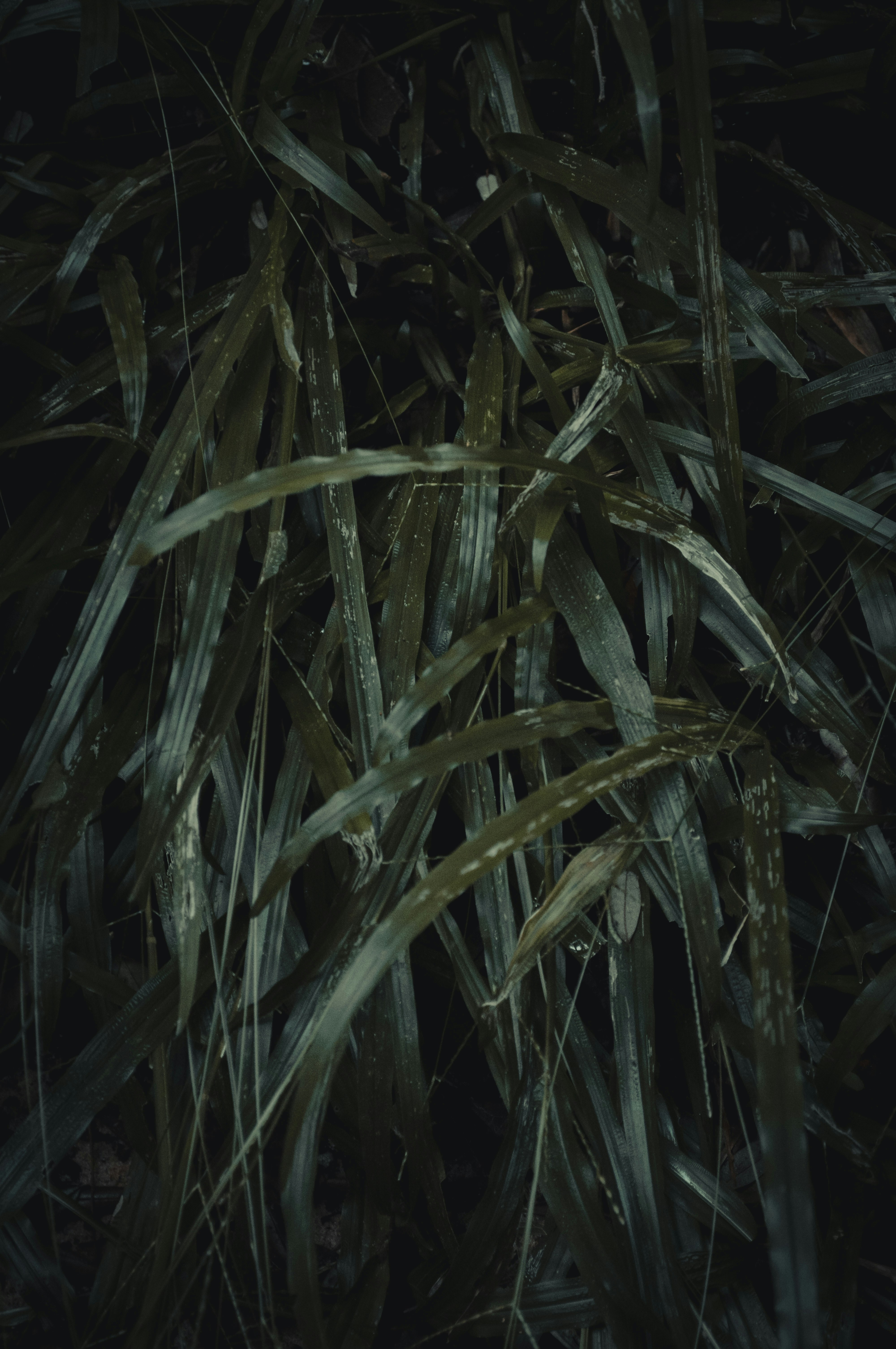 Low-Light Monsoon Foliage: Narrow Strands in Quiet Shadow