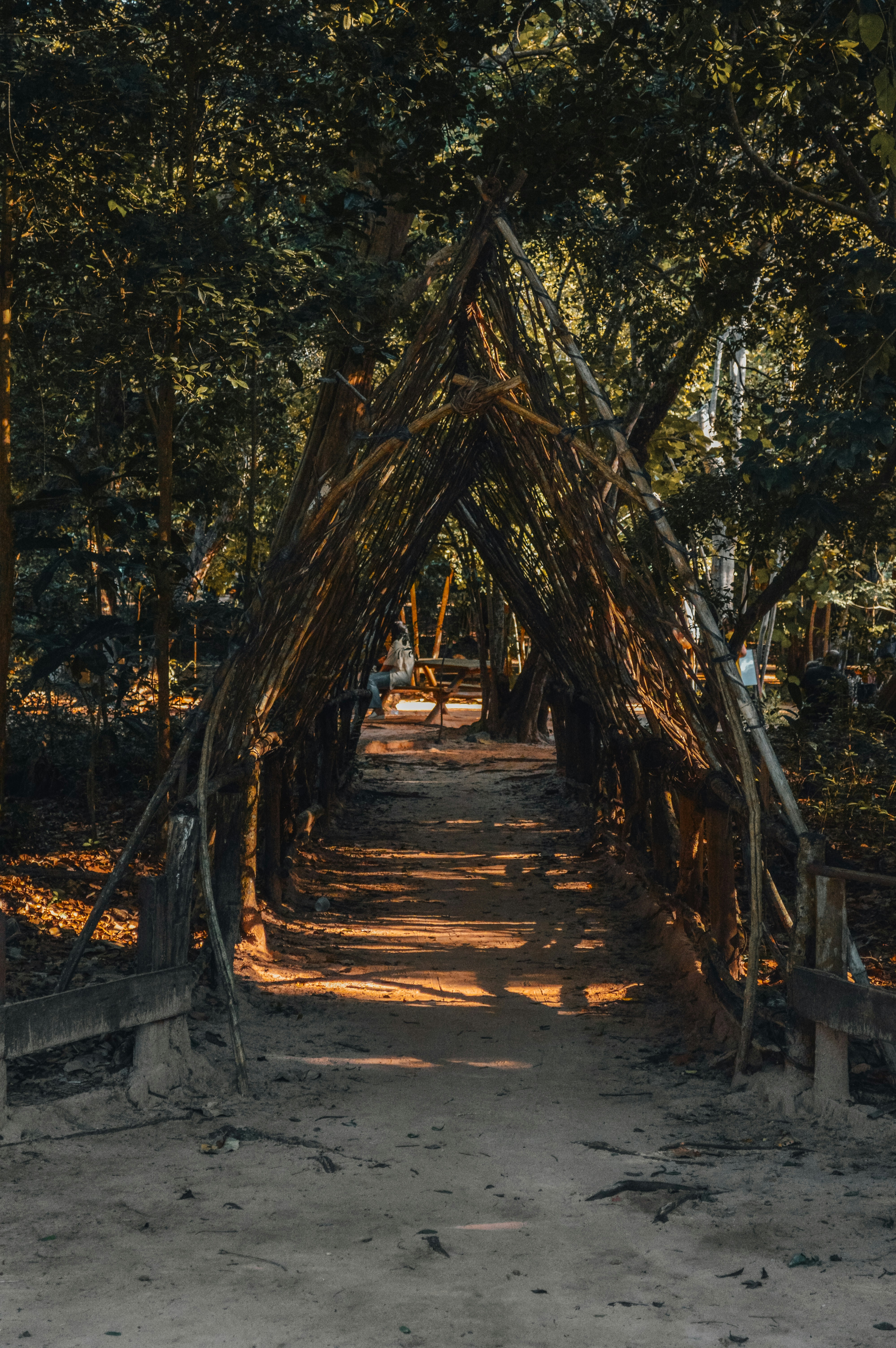 Sunlit Archway of Reeds: A Walk Through Dappled Shade