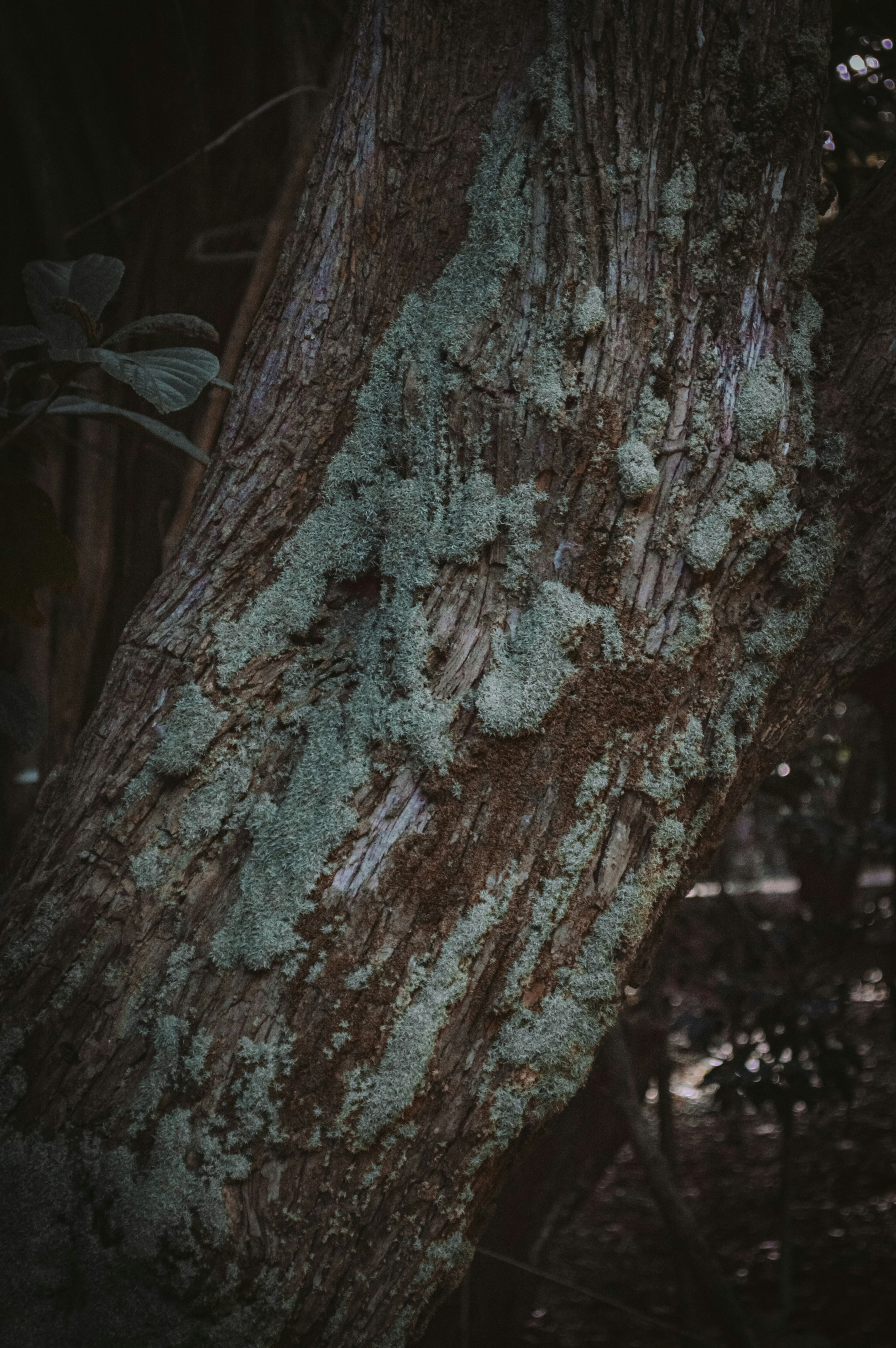 Lichen-Crowned Birch: A Quiet Forest Testament