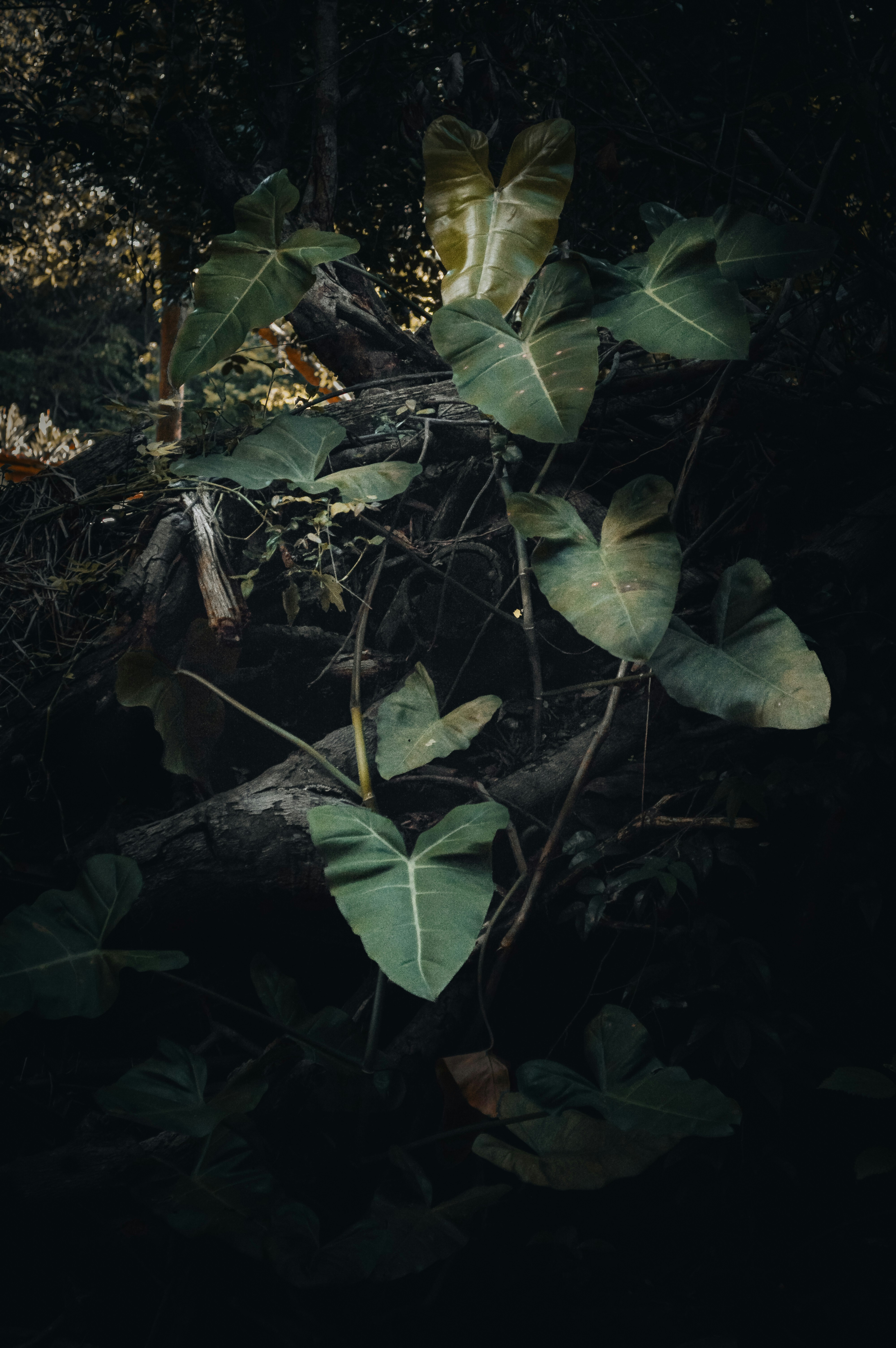 Low Light Foliage: A Quiet Desk of Green Hearts in Shadowed Woods