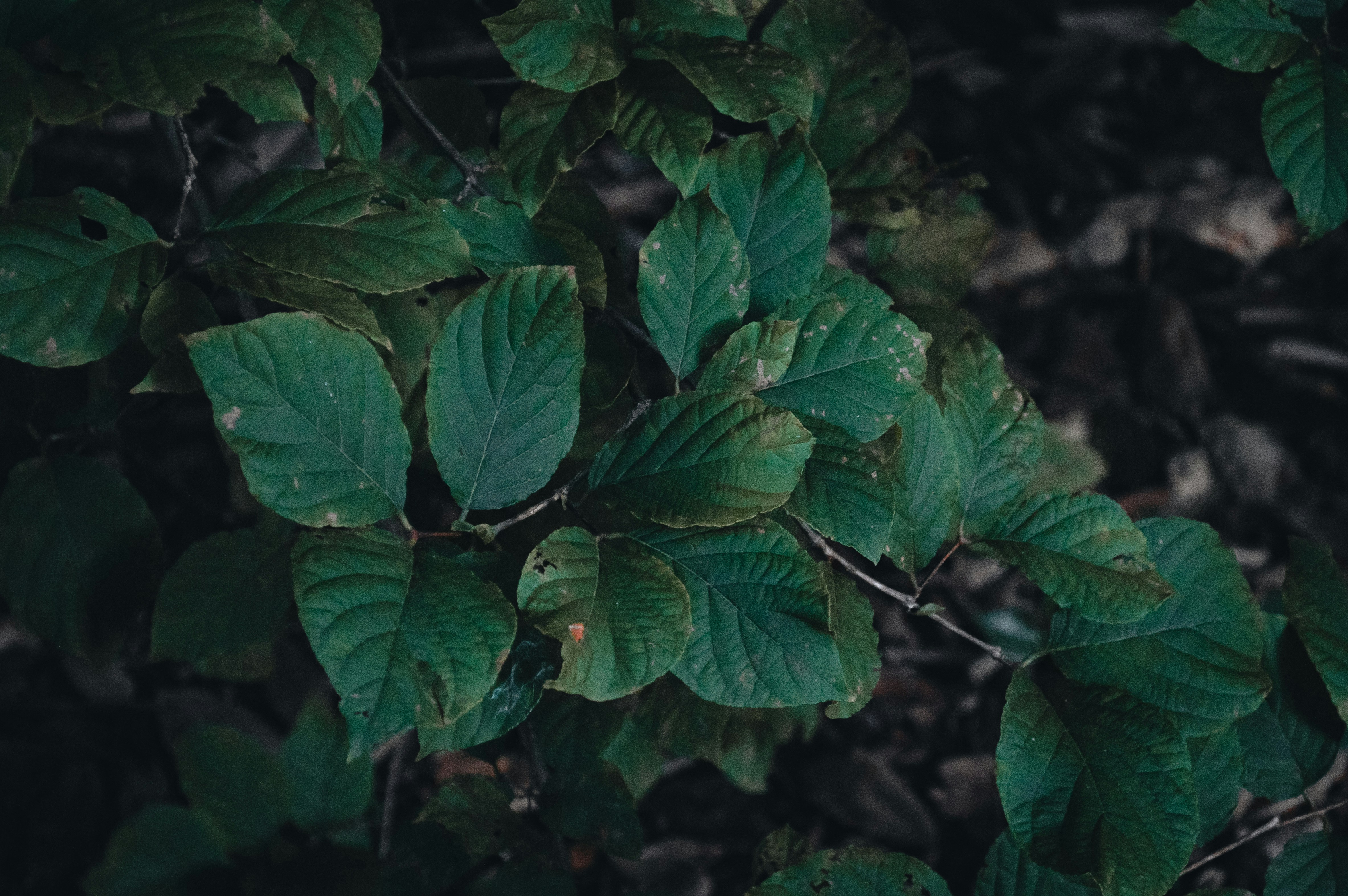 Shadowed Greenery: Close-Up of Veined Leaves in Low Light