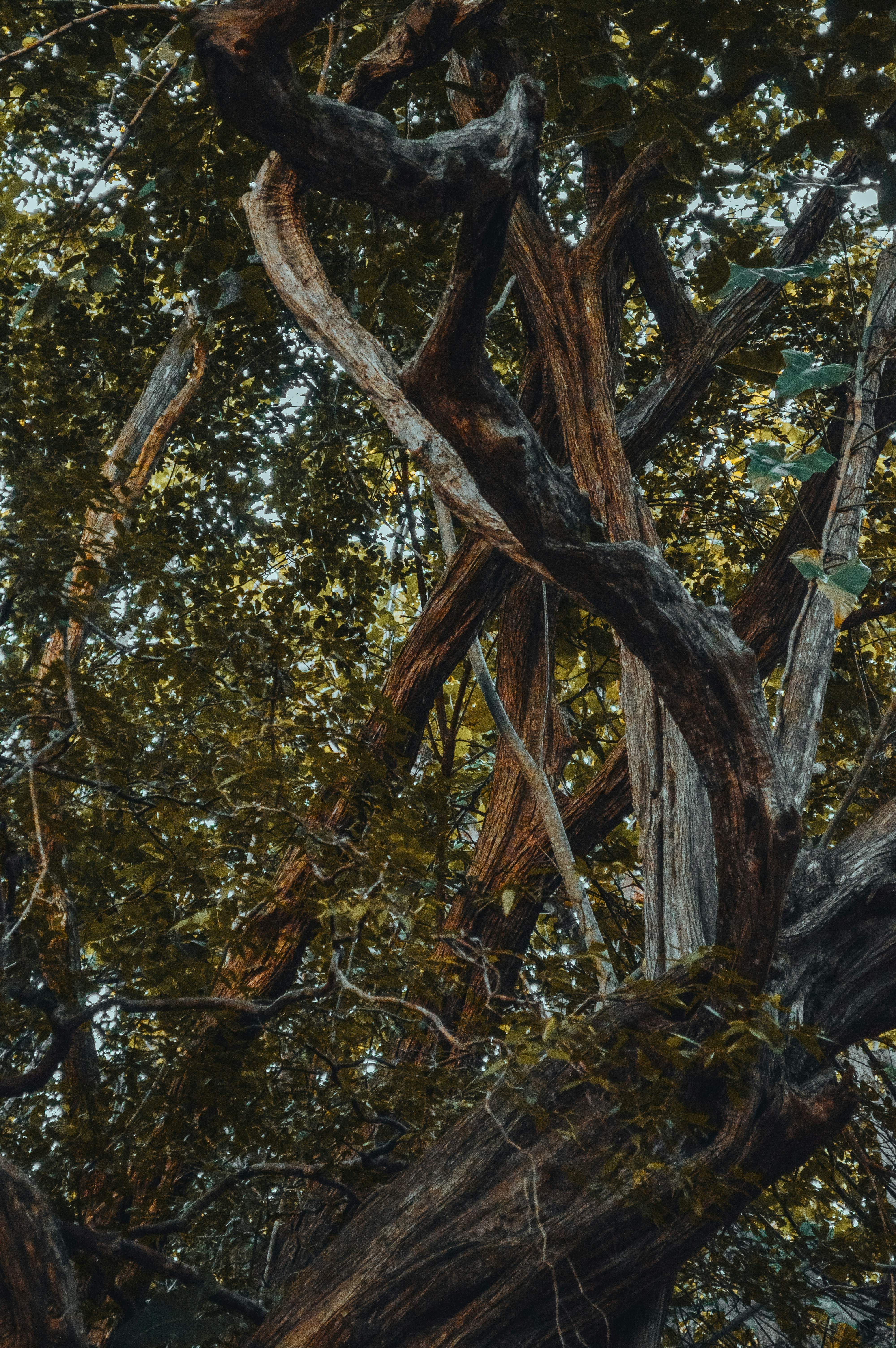 Tangled Arboreal Sentinels Weaving Through Dappled Light