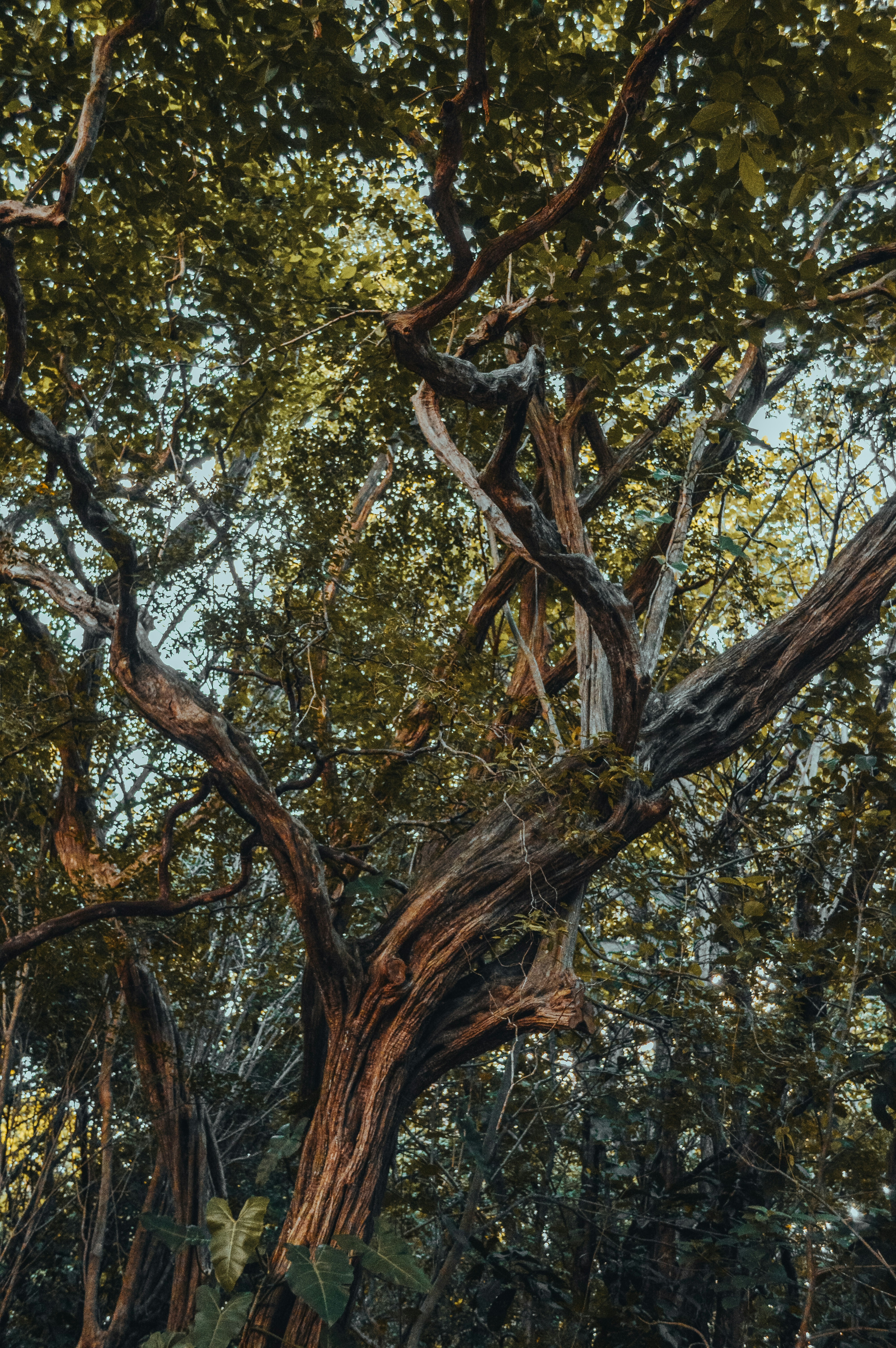Whispering Arboreal Network: A Gnarled Canopy of Time