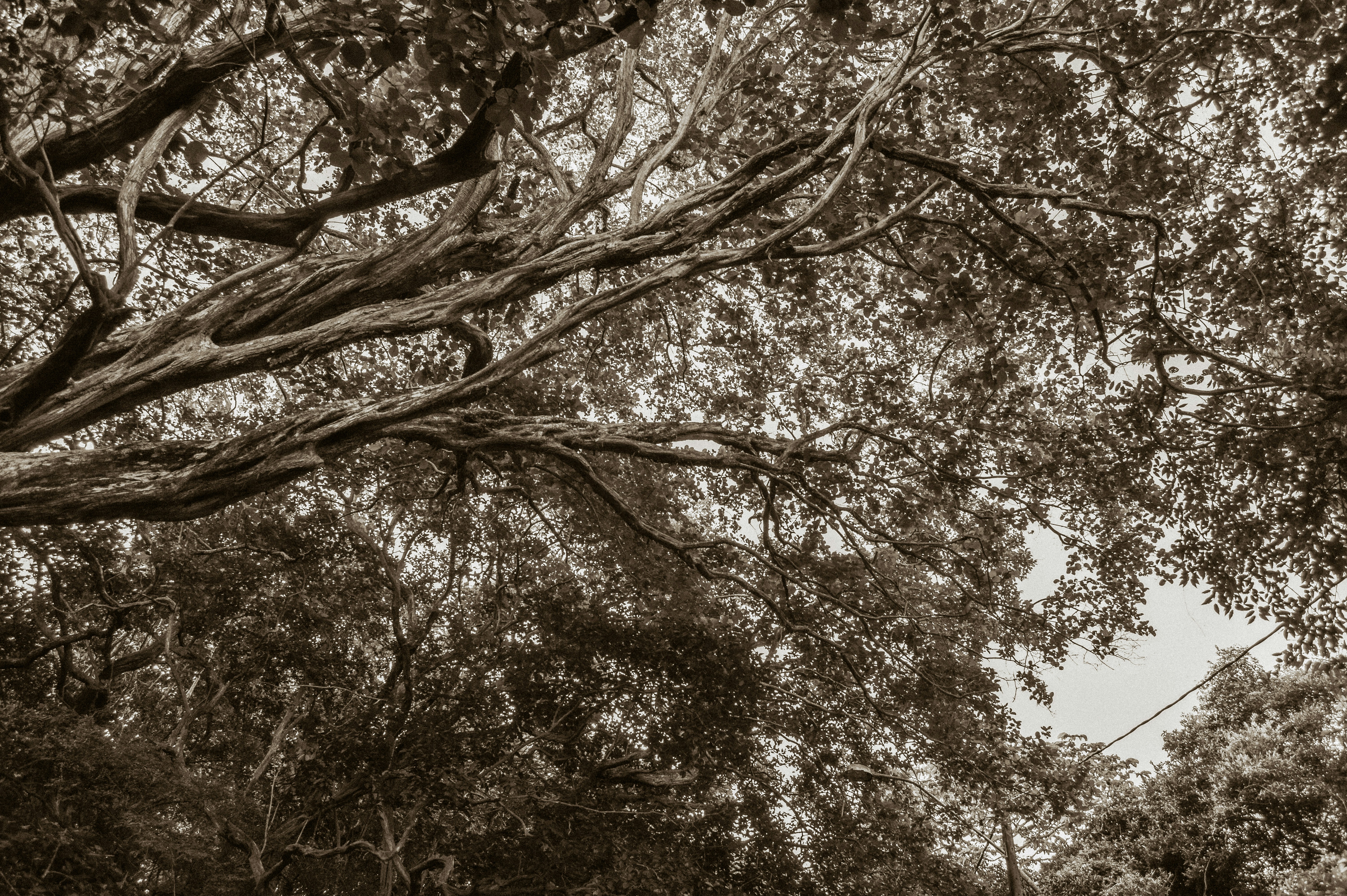 Whispering Canopy: An Aerial View through Gnarled Branches