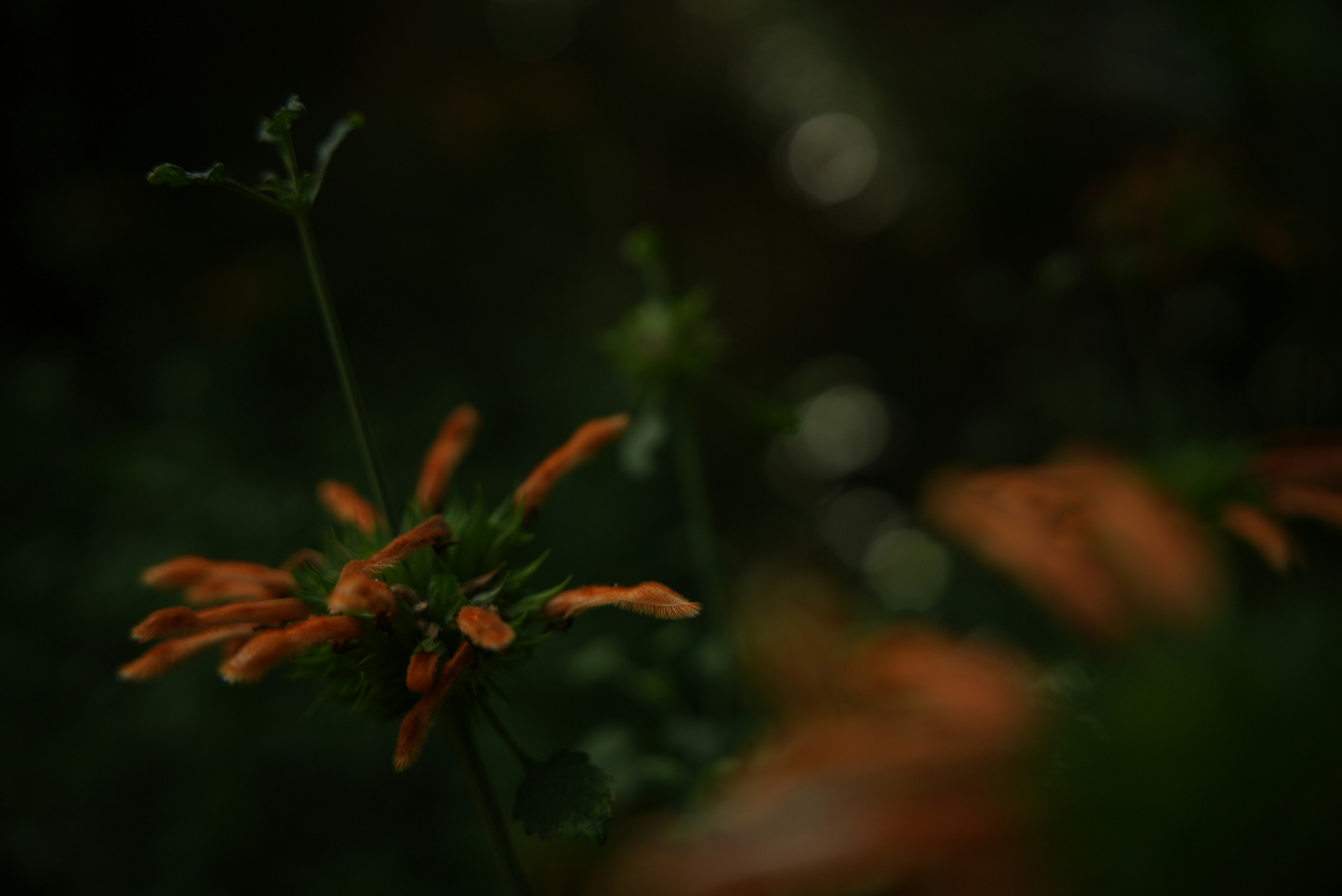 Midnight Snapdragon: A Hint of Color in the Shadowed Garden