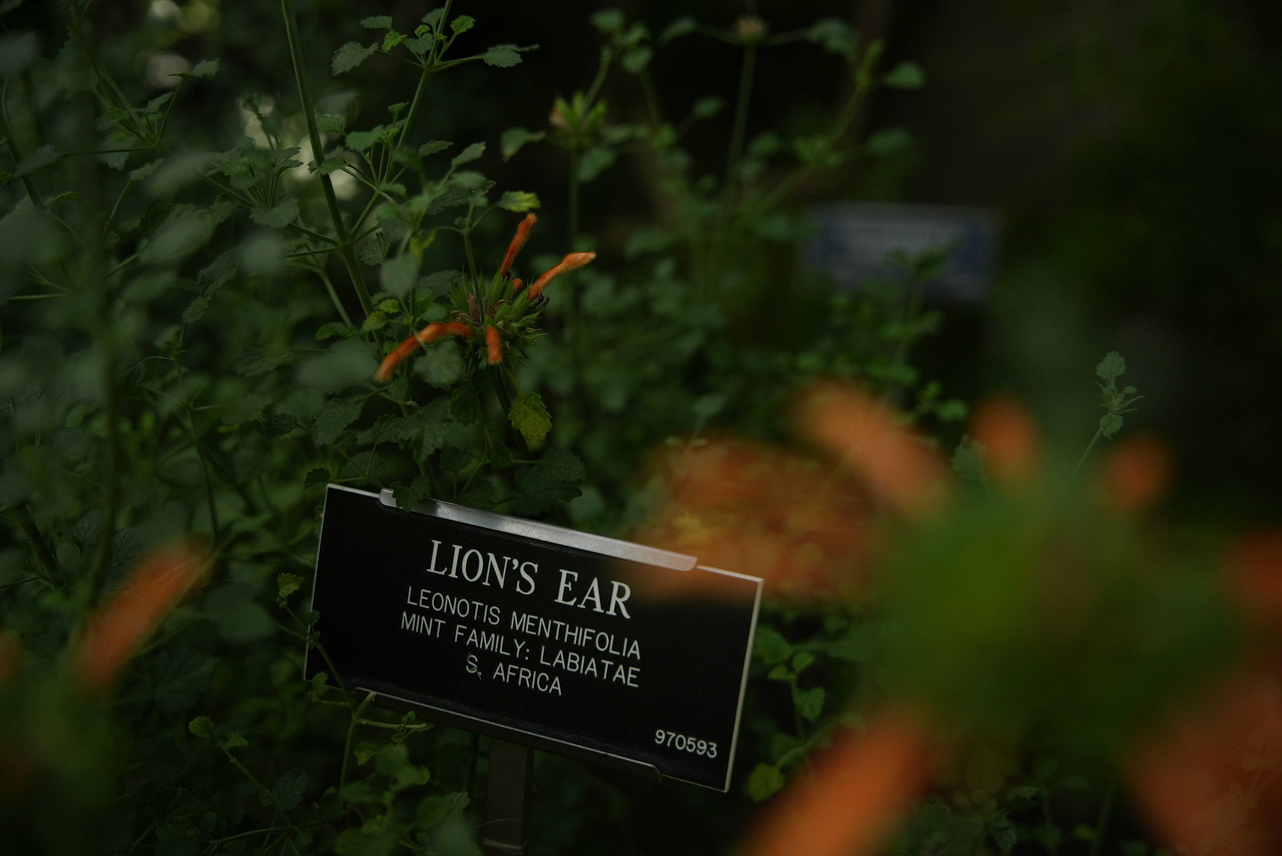 Lion's Ear in the Botanical Shade
