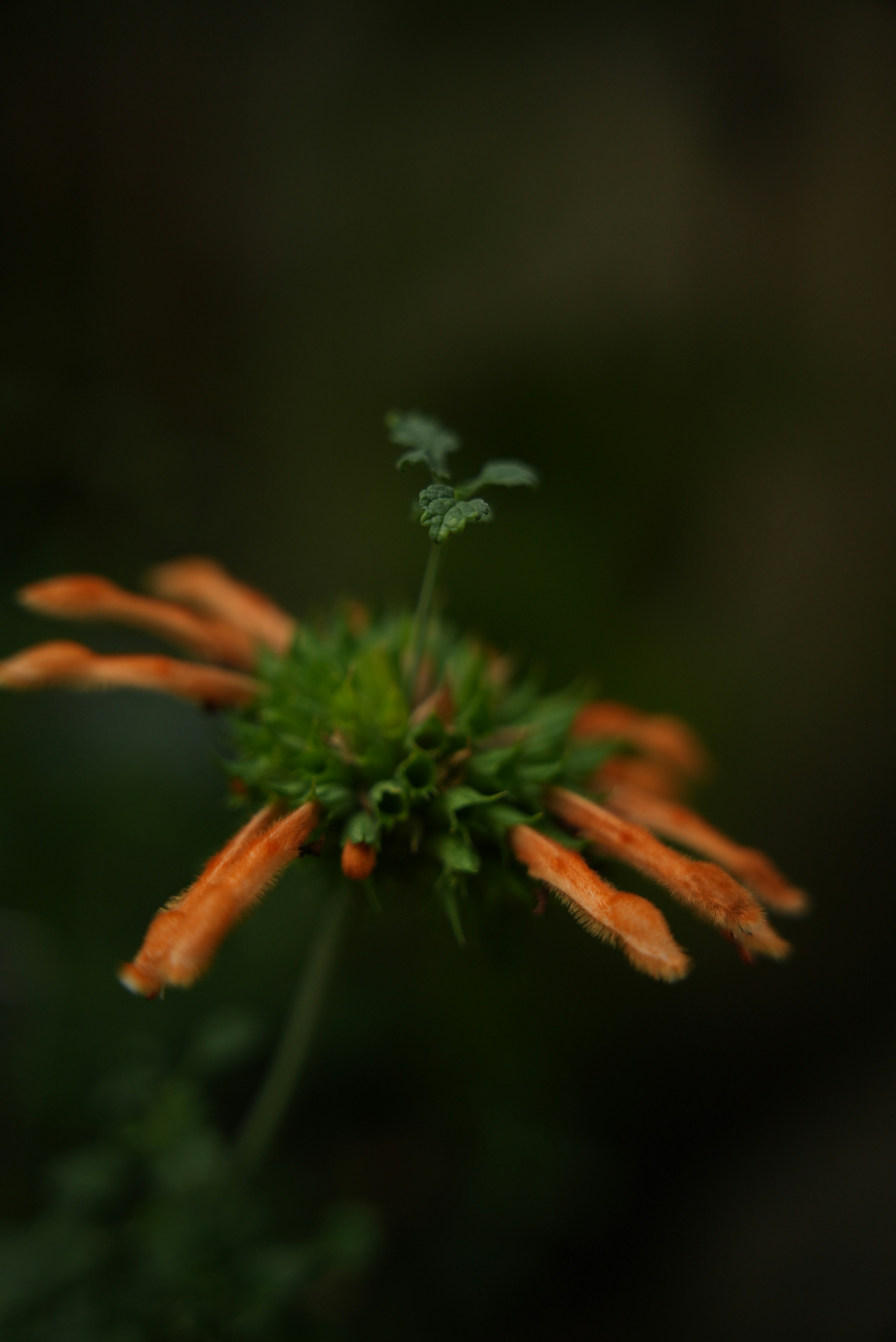 Bloom in Focus: A Soft Portrait of Orange-Tipped Flora