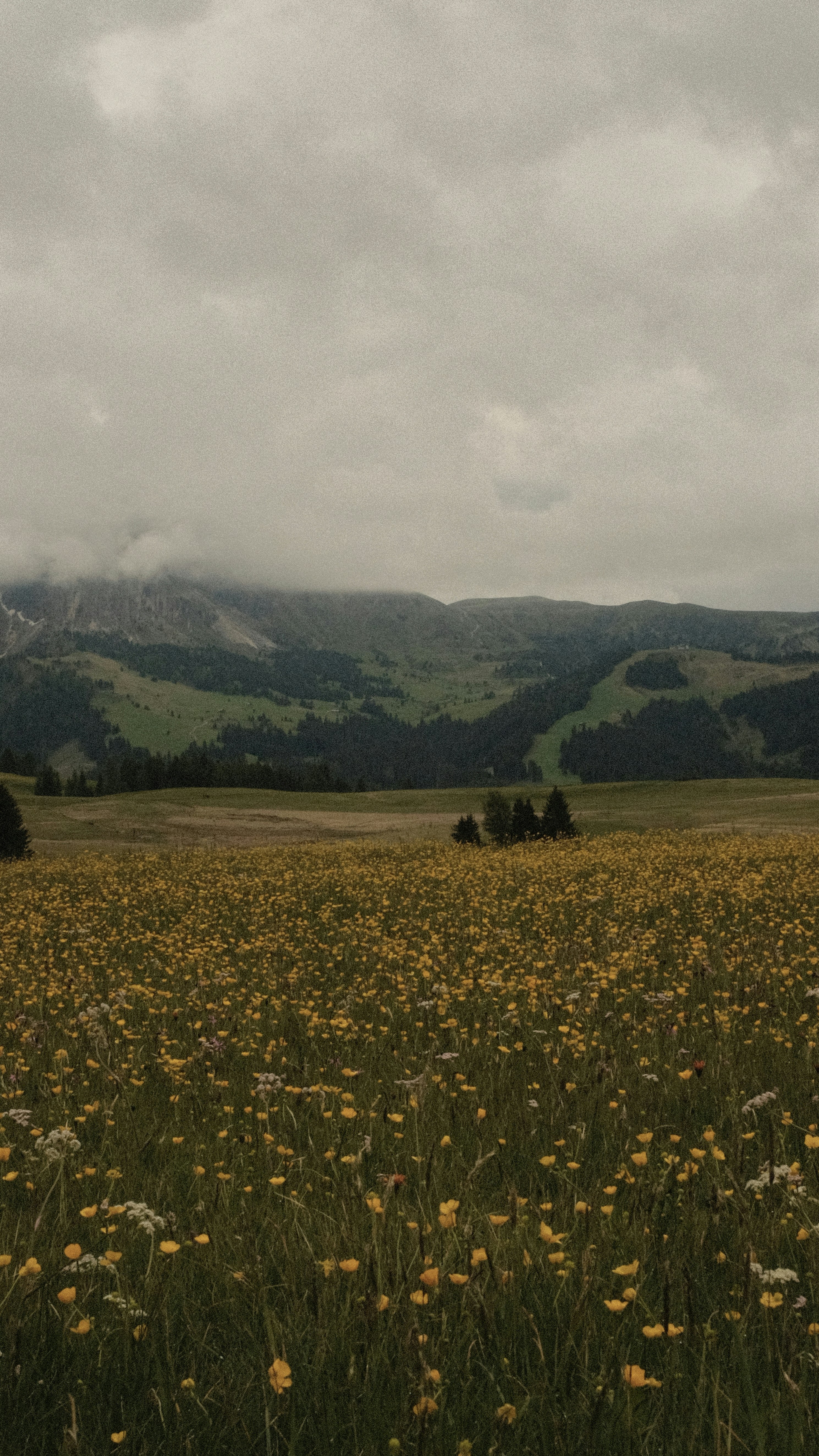 Golden Meadow Over the Rolling Hills at Dusk