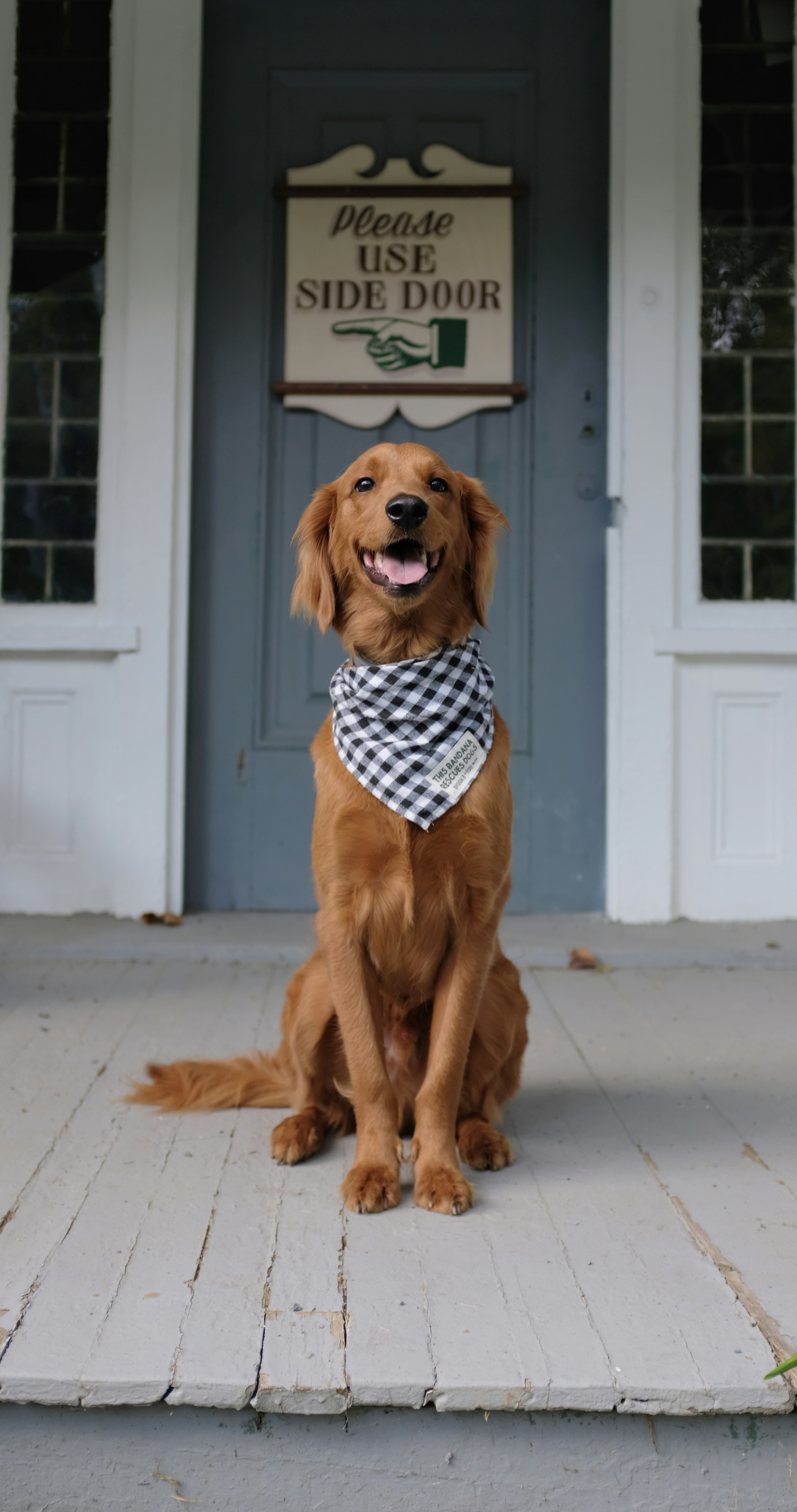 Tail-Wagging Welcome on the Porch