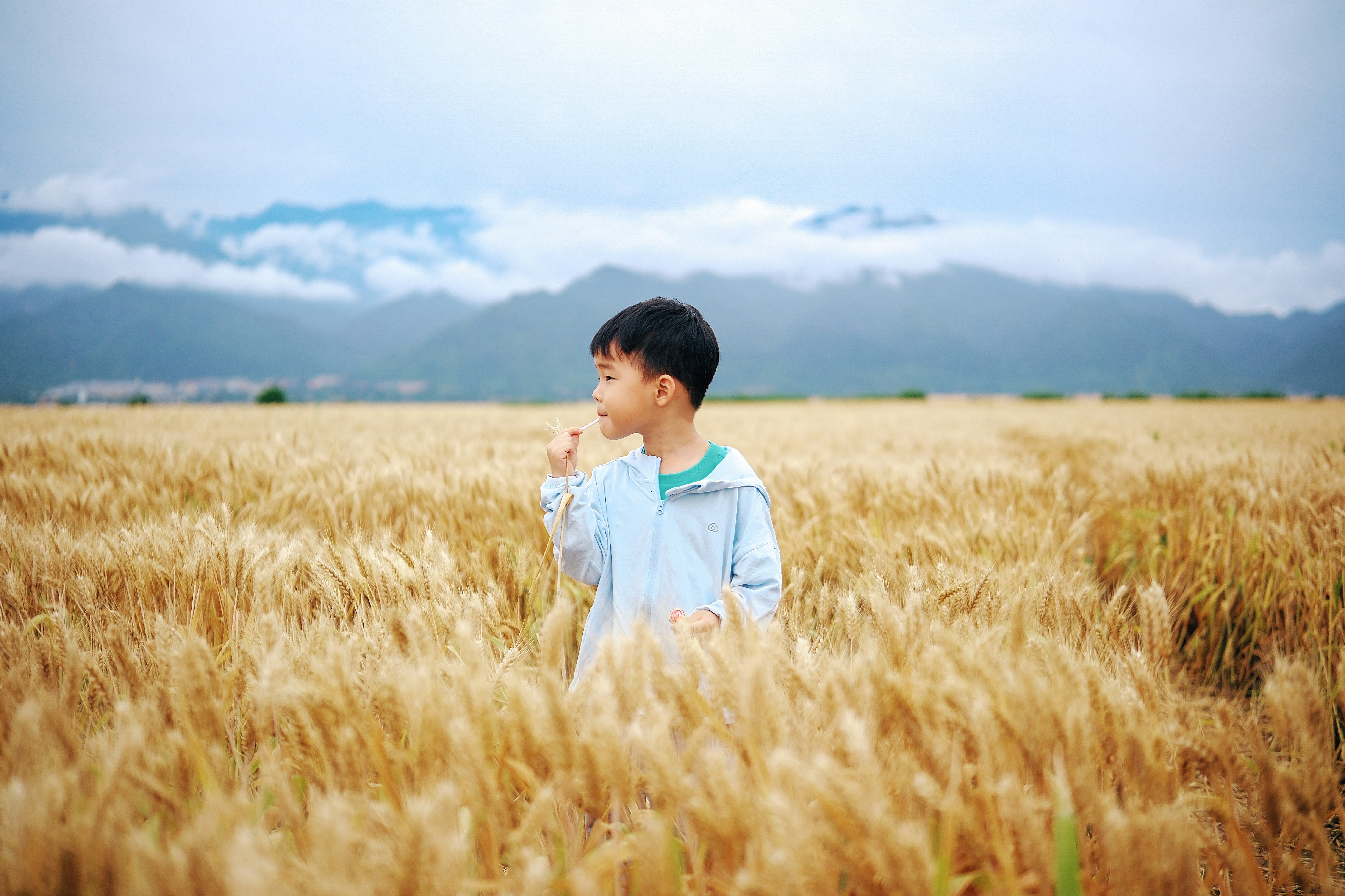 Young boy in a field of golden wheat and mountains.