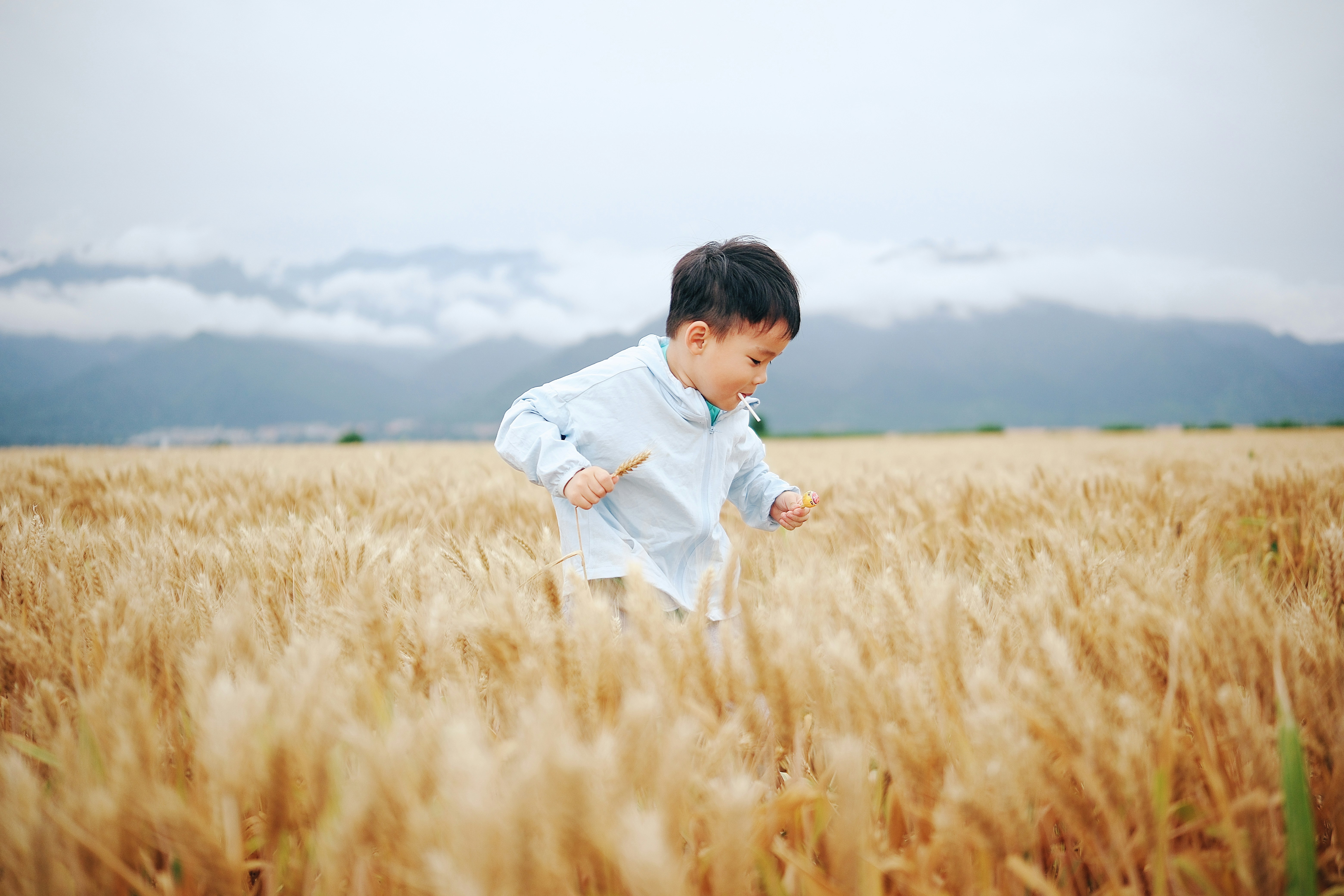 A young boy walks through a golden wheat field.