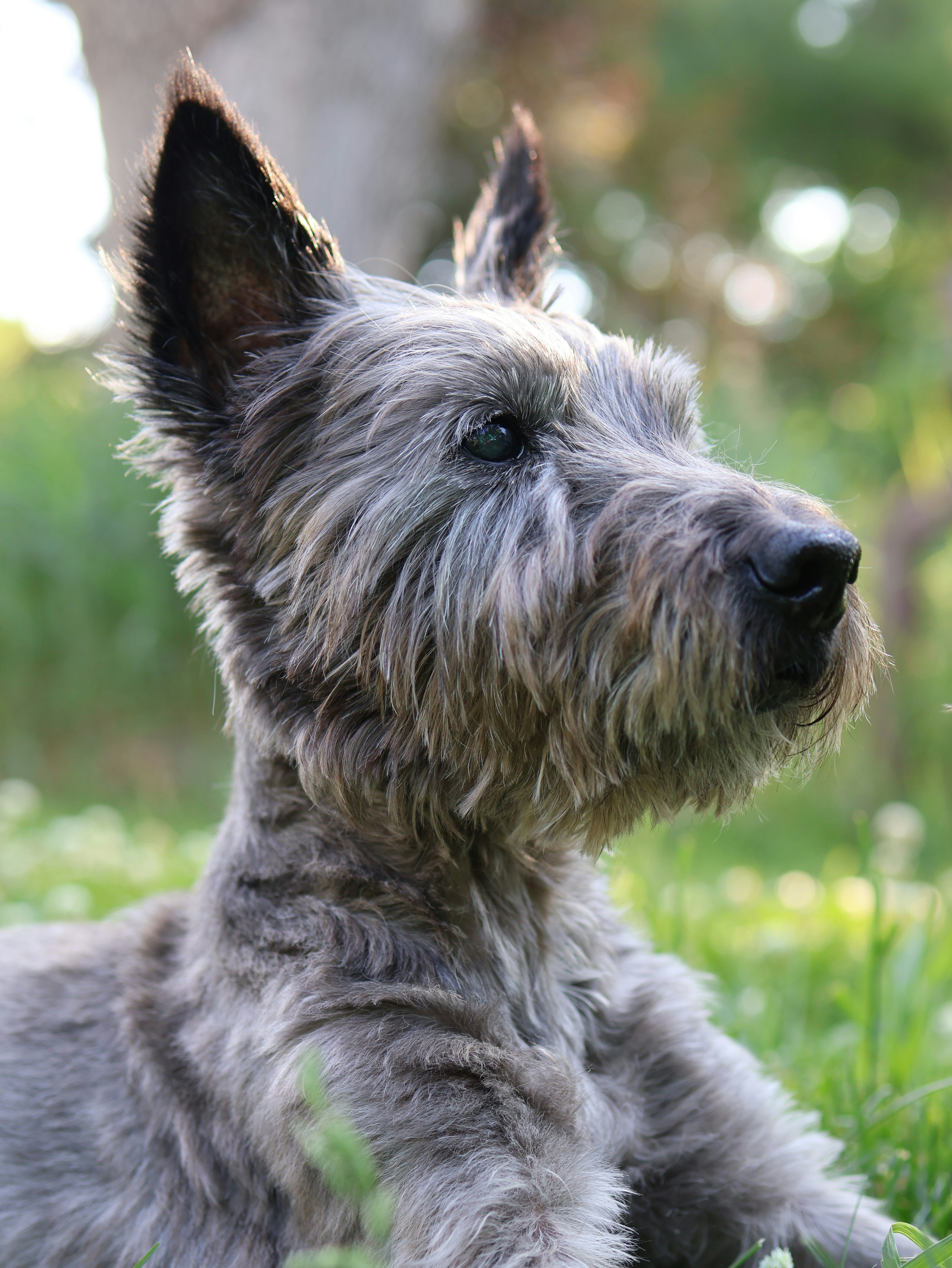 Dusty Terrier Portrait: Sunlit Griff of the Park