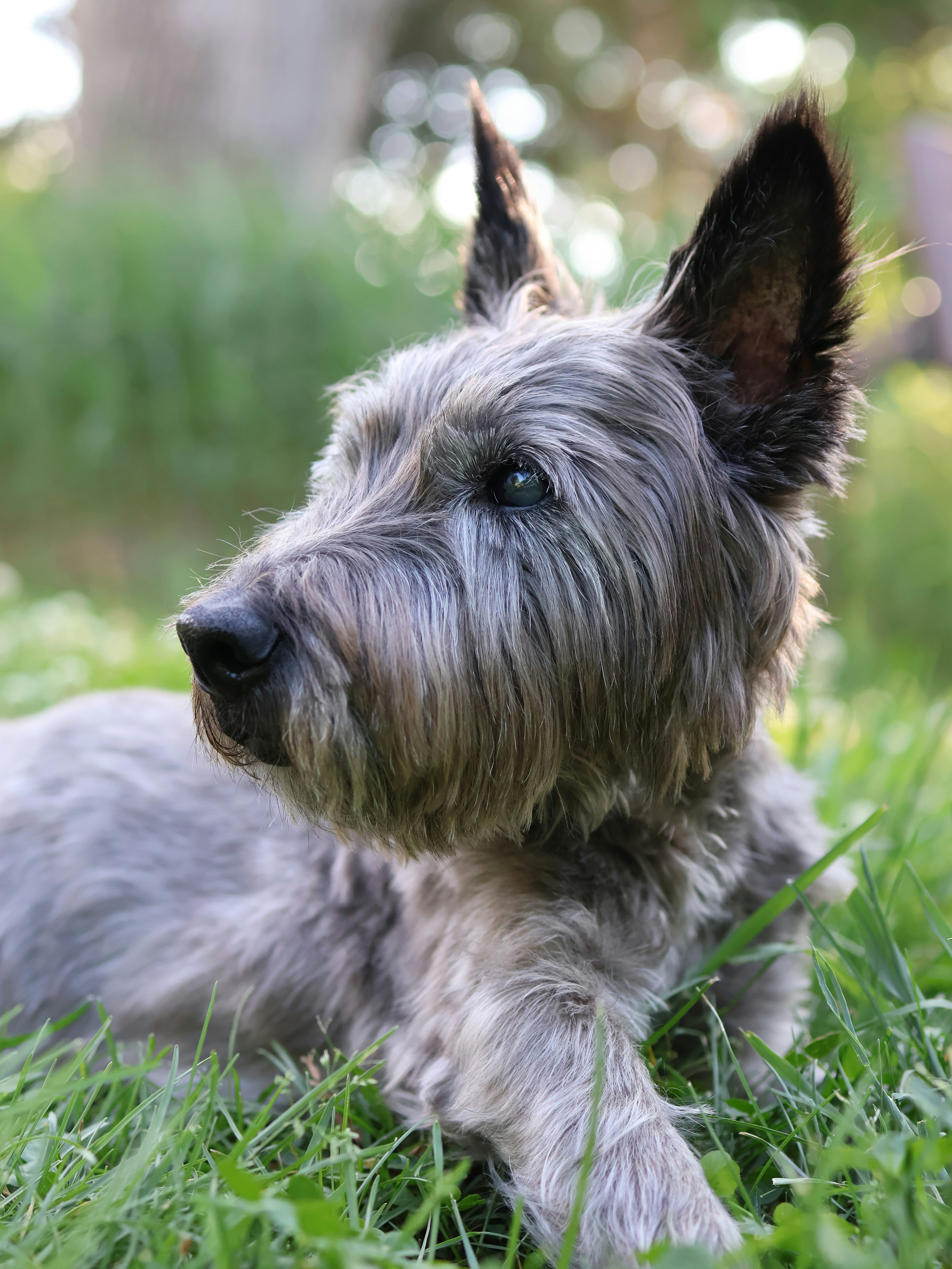 Portrait of a Scruffy Cairn-Scott in Sunlit Grass