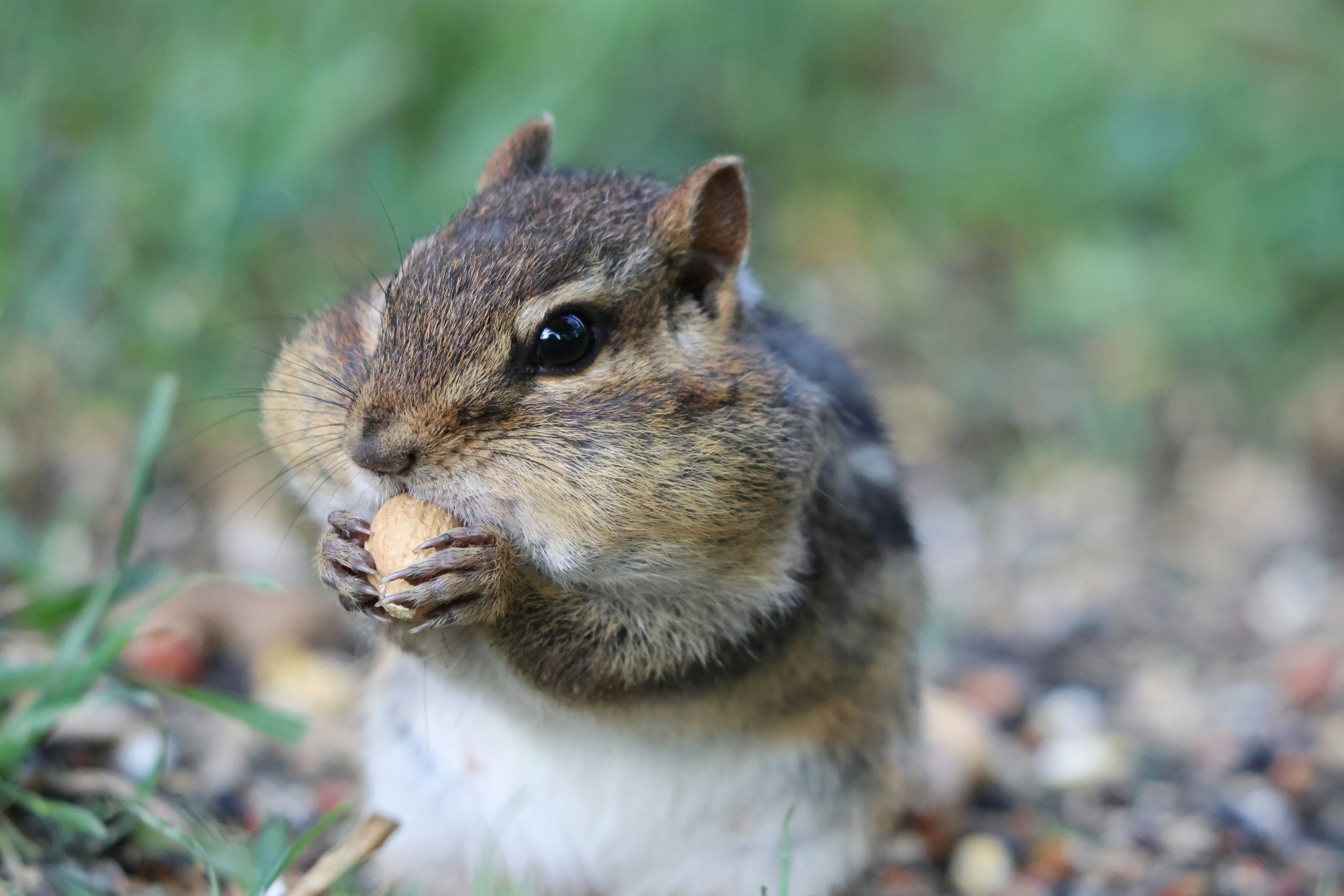 Nibble Pause: A Chipmunkholm in Focus